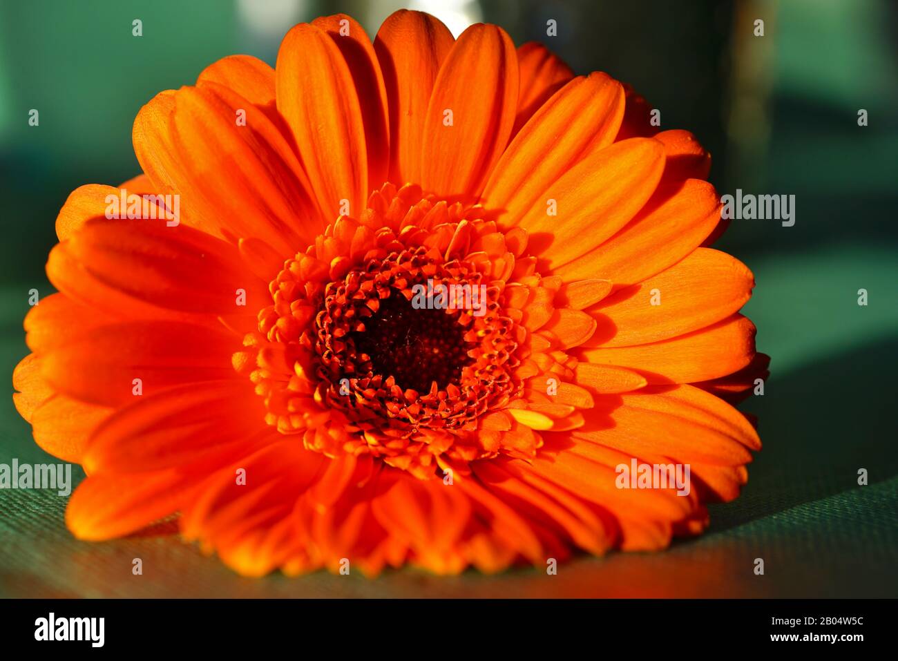 Bright orange gerbera daisy flowers Stock Photo - Alamy