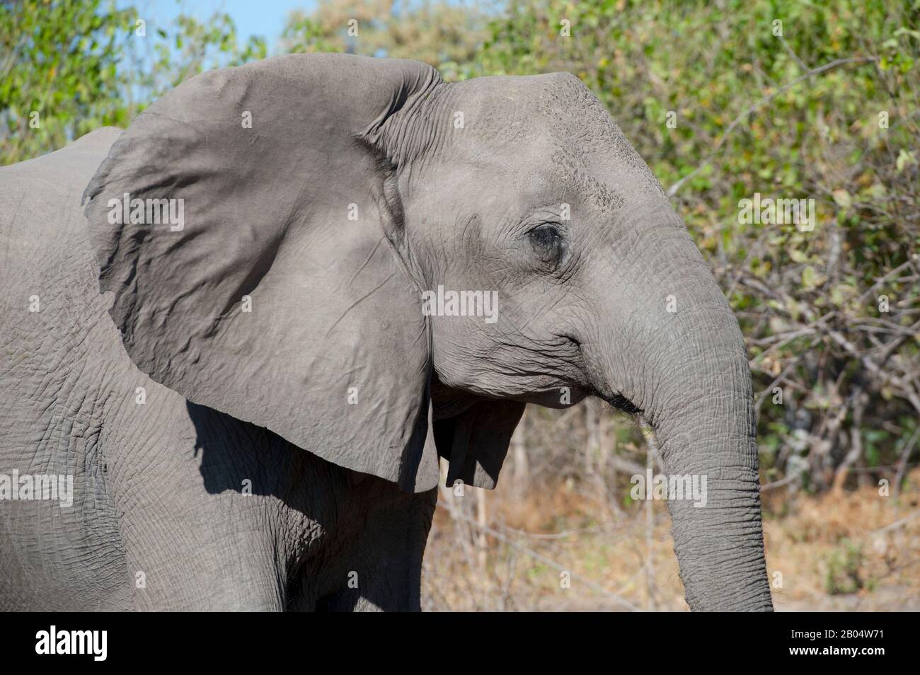 Tusk less elephant hi-res stock photography and images - Alamy