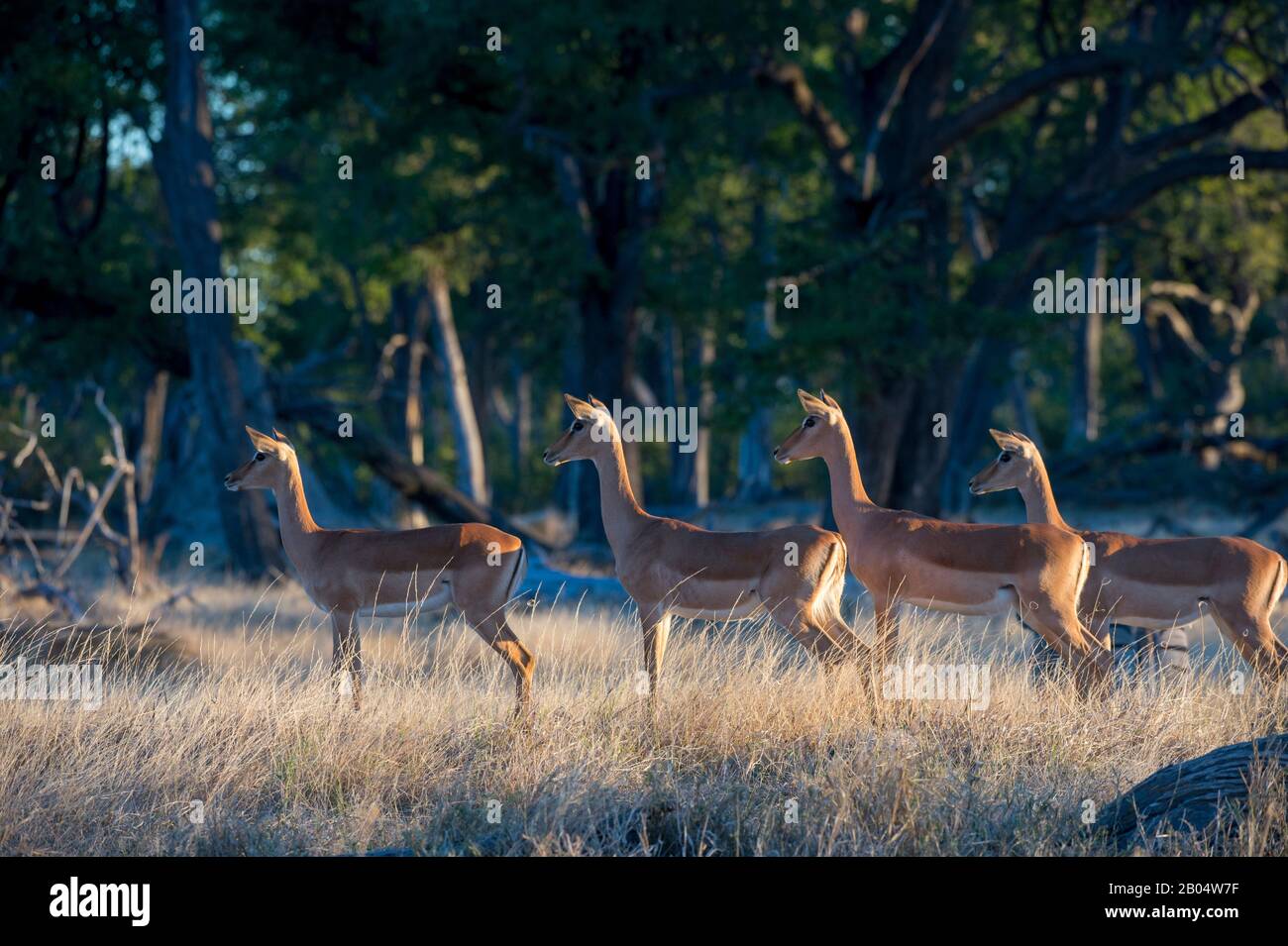 Botswana impala wildlife linyanti hi-res stock photography and images ...