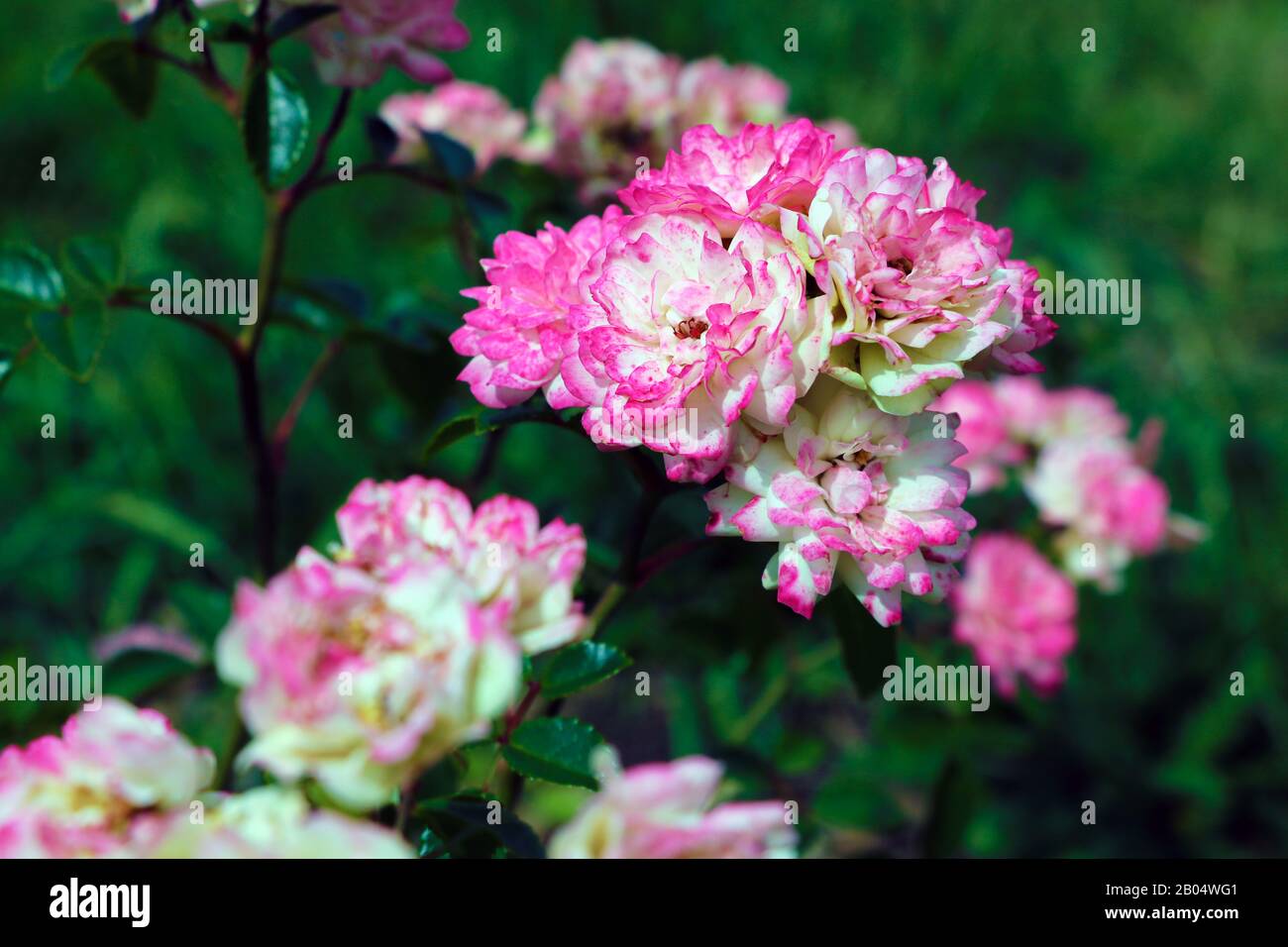 Beautiful red rose in home garden hi-res stock photography and images ...