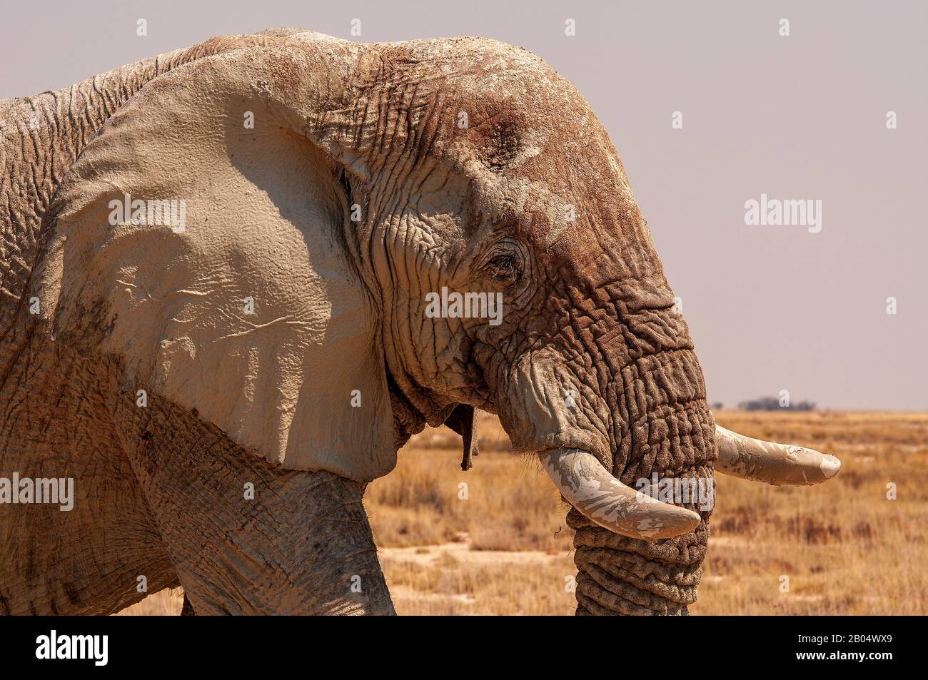 Elephants greeting each other, Etosha National Park, Namibia Stock ...