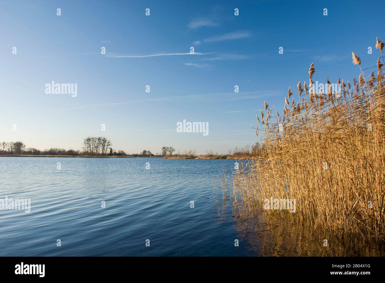 Growing in water hi-res stock photography and images - Alamy
