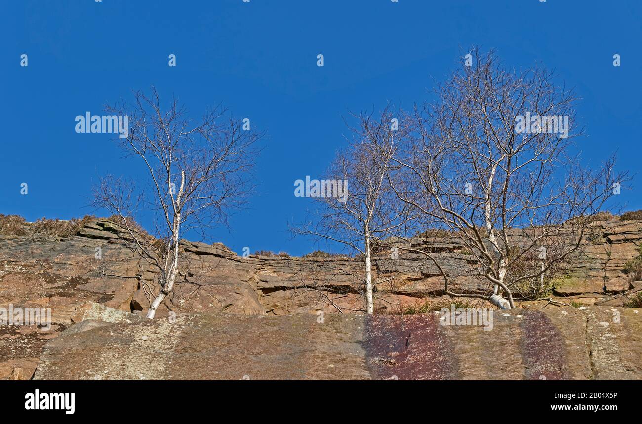 Leafless trees growing on hi-res stock photography and images - Alamy