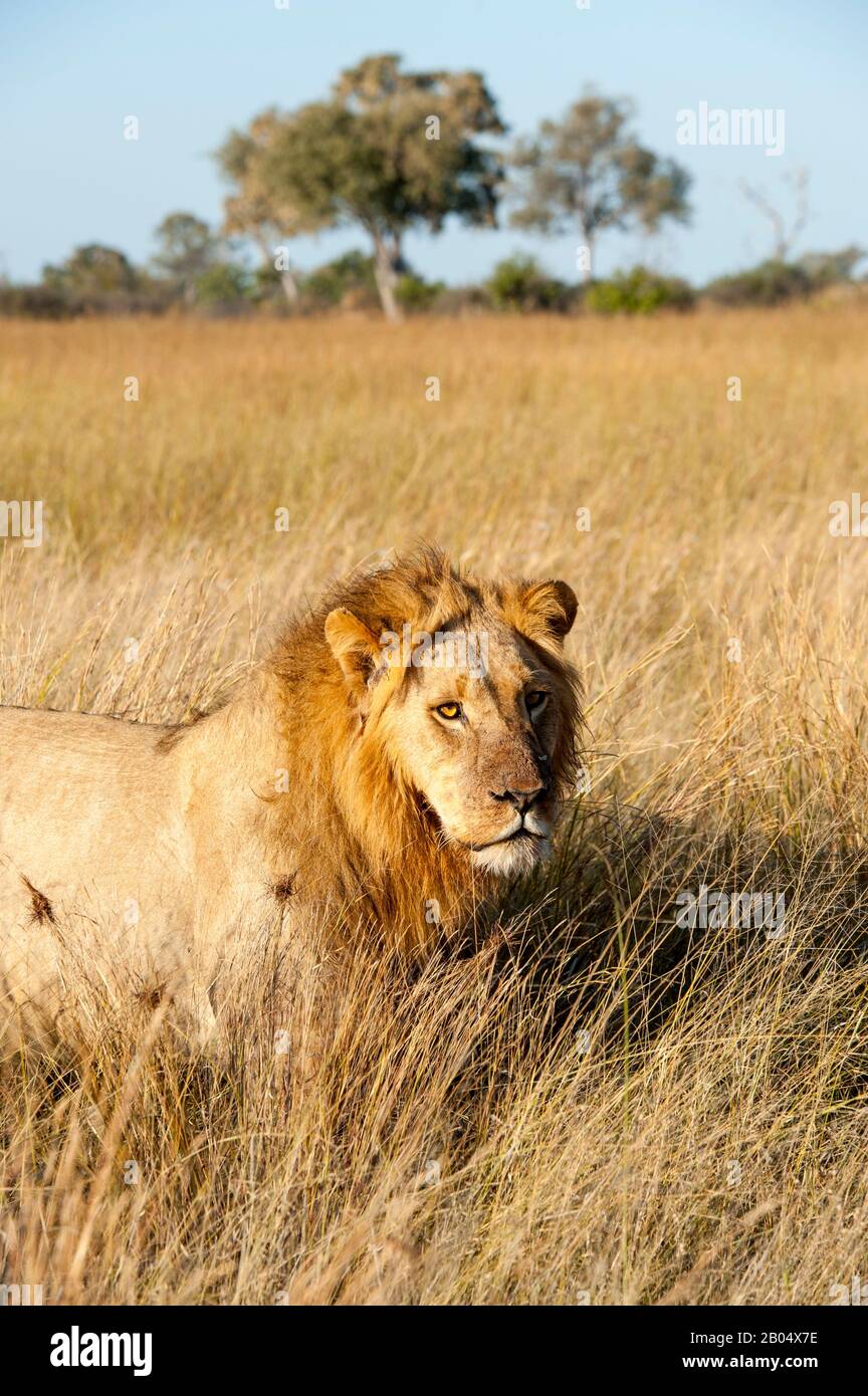 Male lion stalking in grass hi-res stock photography and images - Alamy