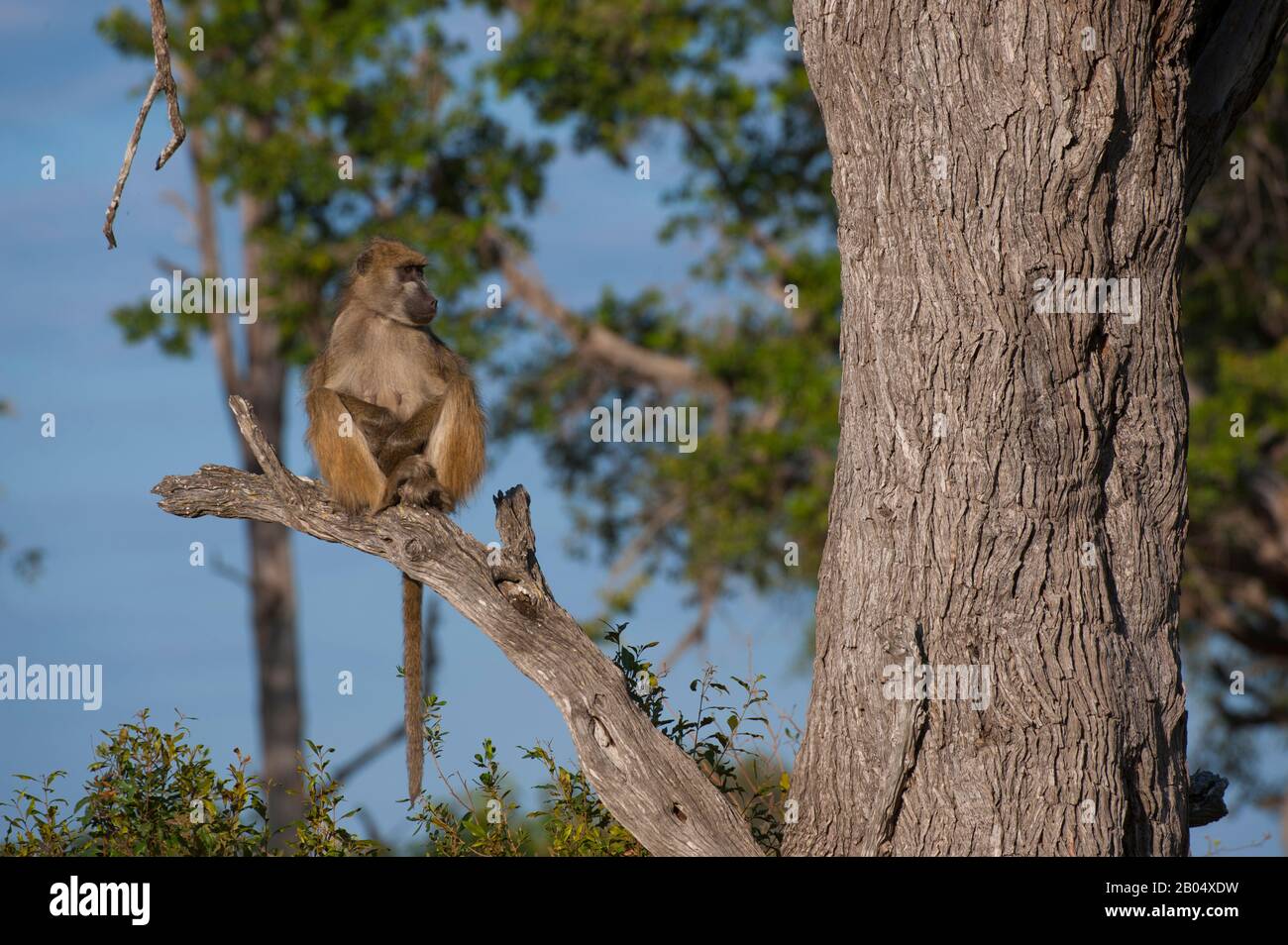 Botswana predators hi-res stock photography and images - Alamy
