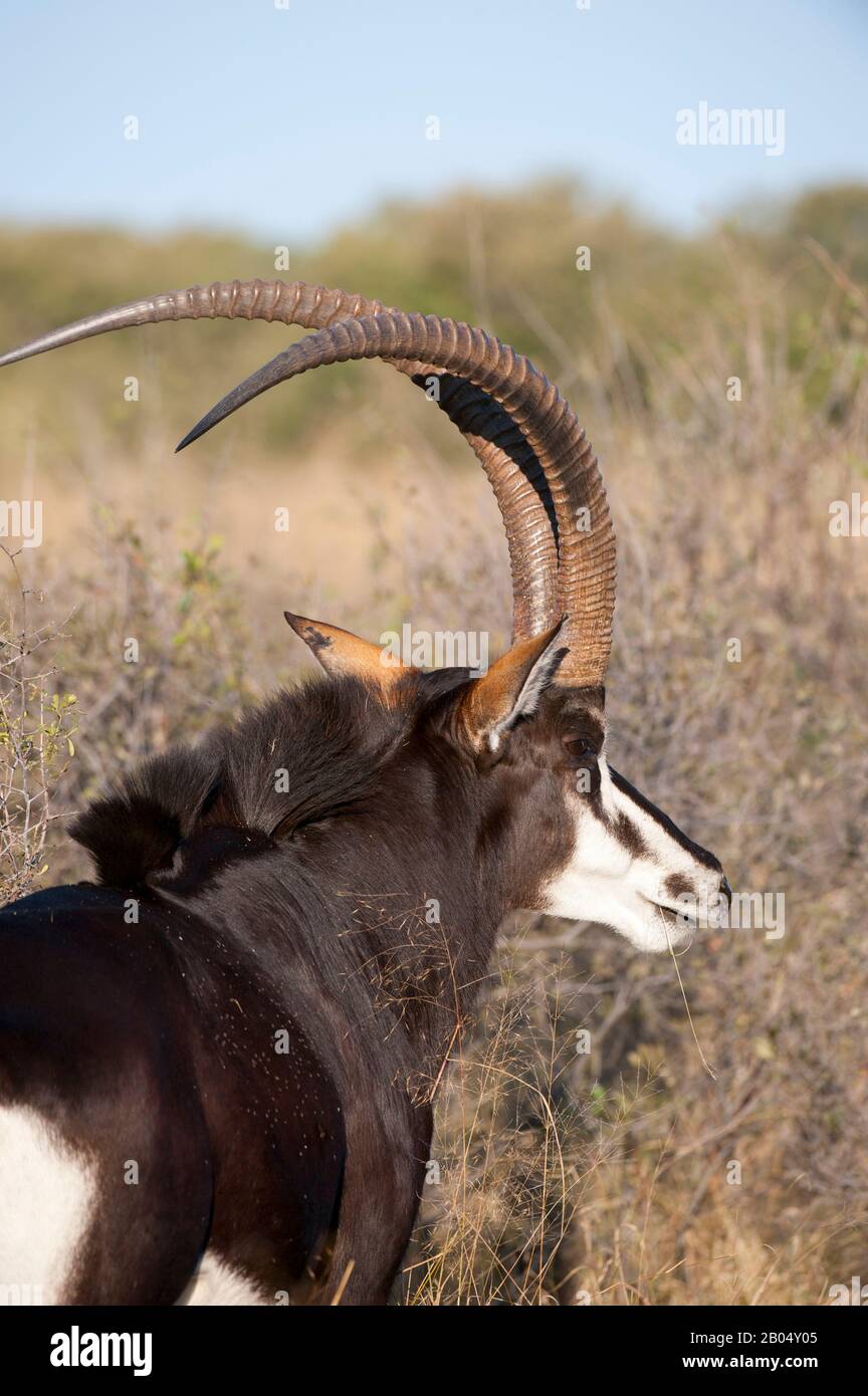 Close up sable antelope okavango delta hi-res stock photography and ...