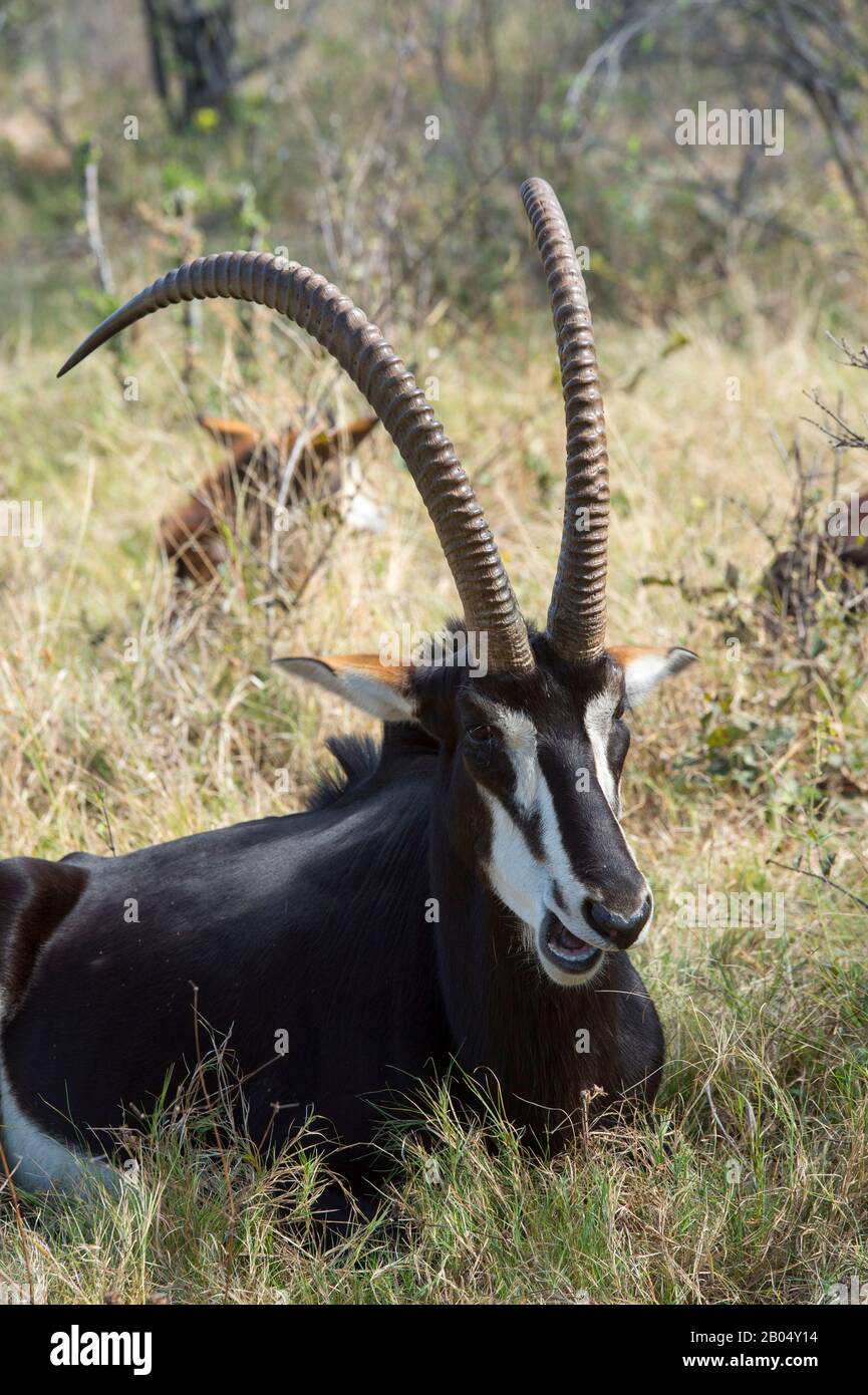 A dominant Sable antelope (Hippotragus niger) male and his family group ...
