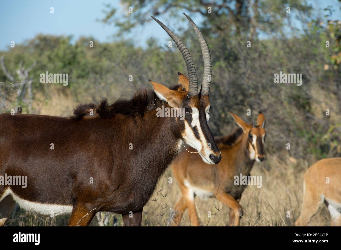 Niger river delta hi-res stock photography and images - Alamy