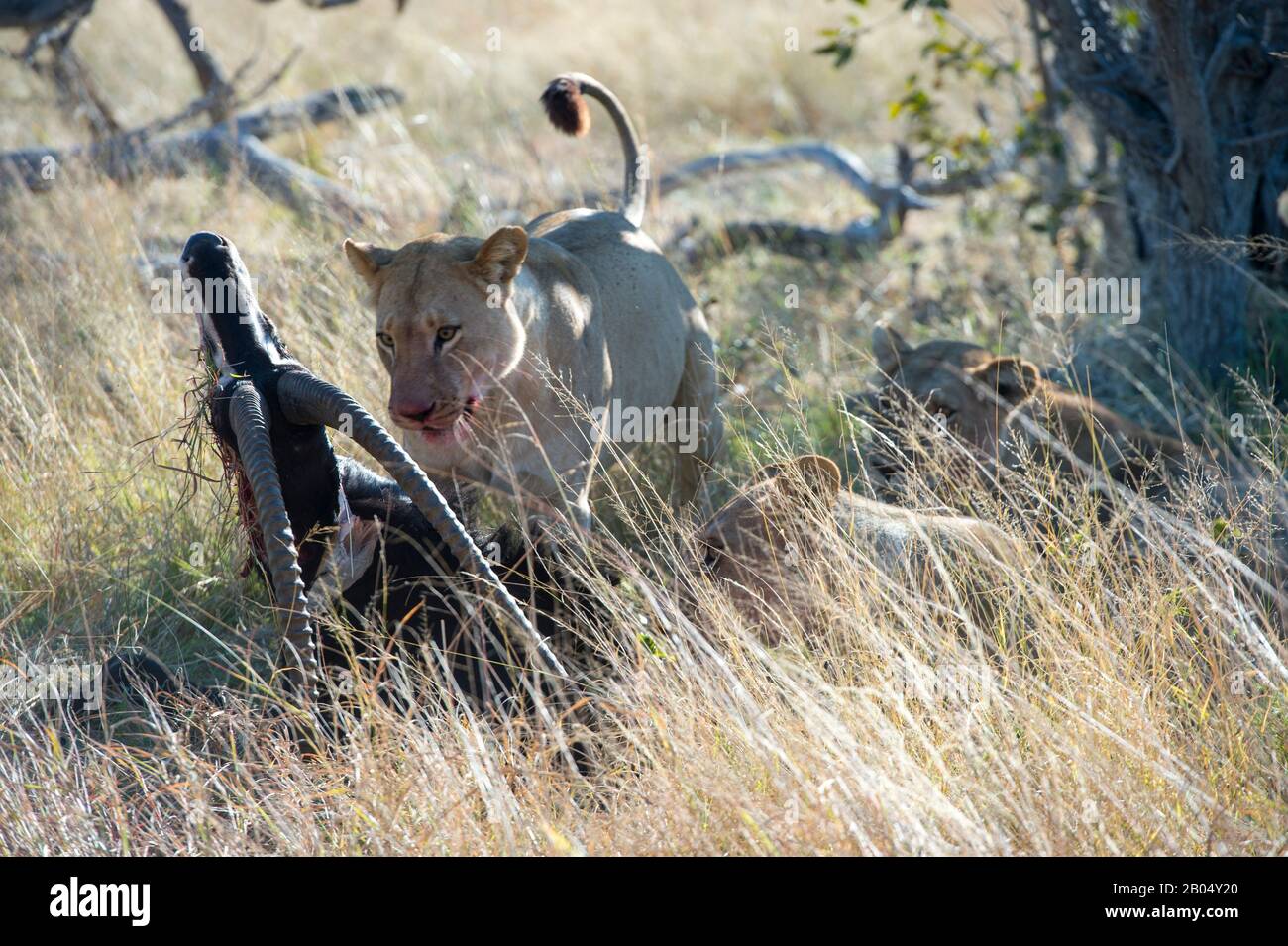 Sable Antelope Vs Lion