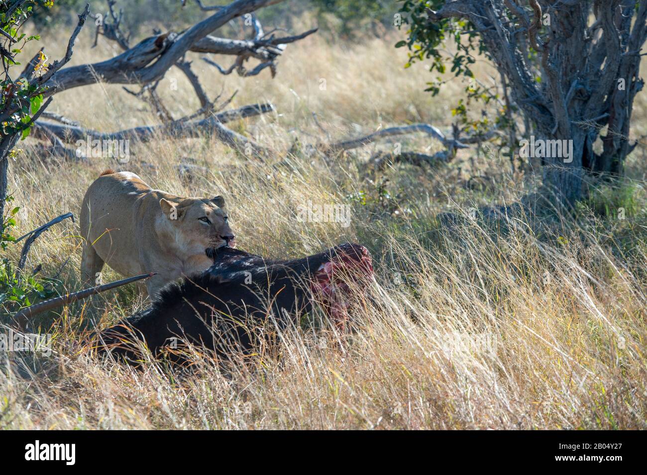 Sable Antelope Vs Lion