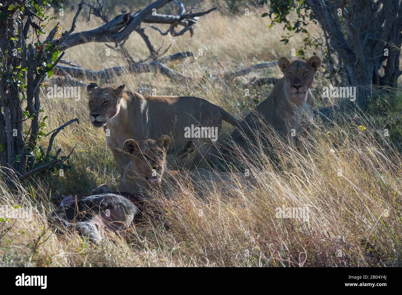 Sable Antelope Vs Lion
