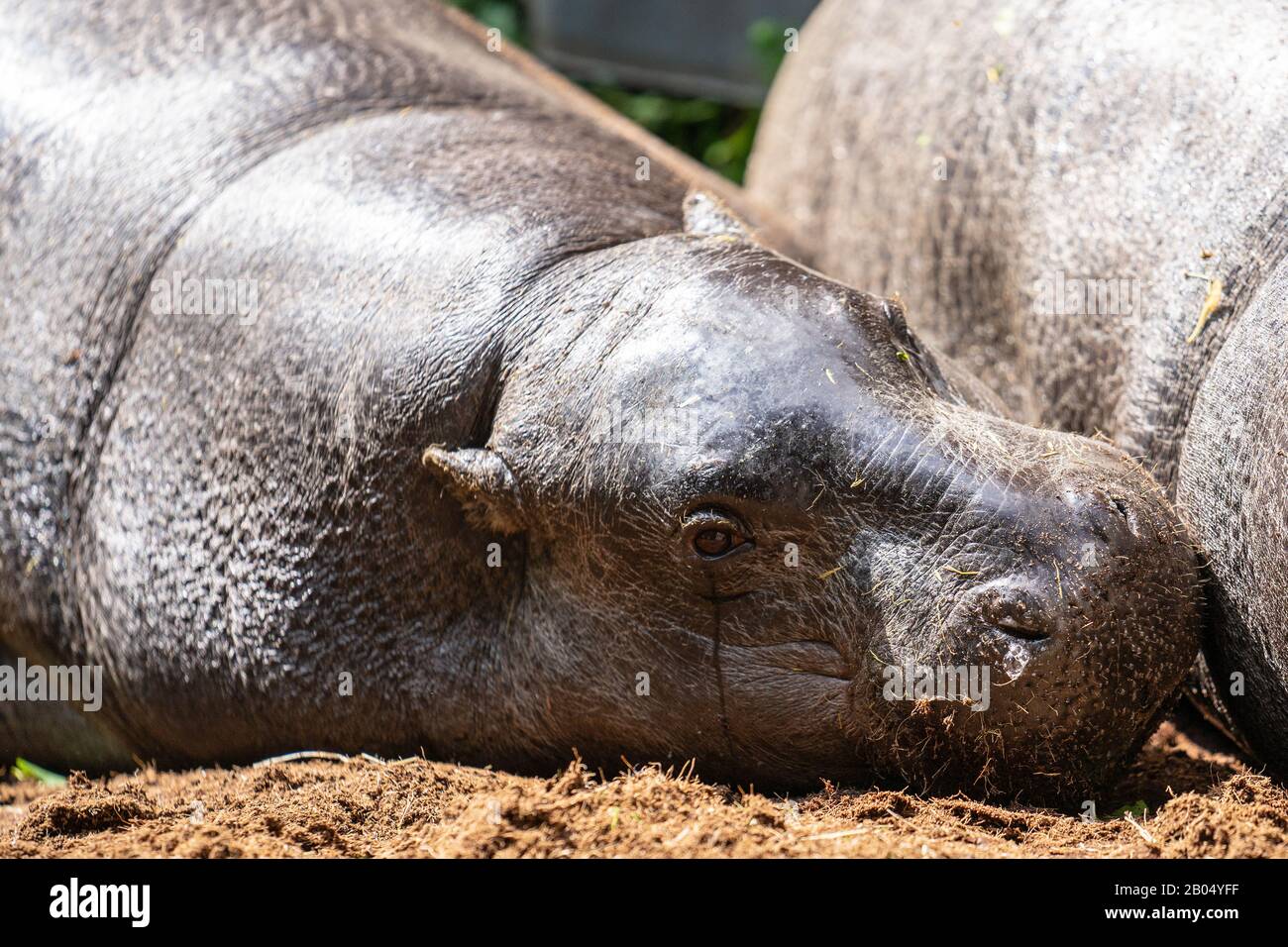 Crying pygmy hippopotamus, Choeropsis liberiensis or Hexaprotodon ...