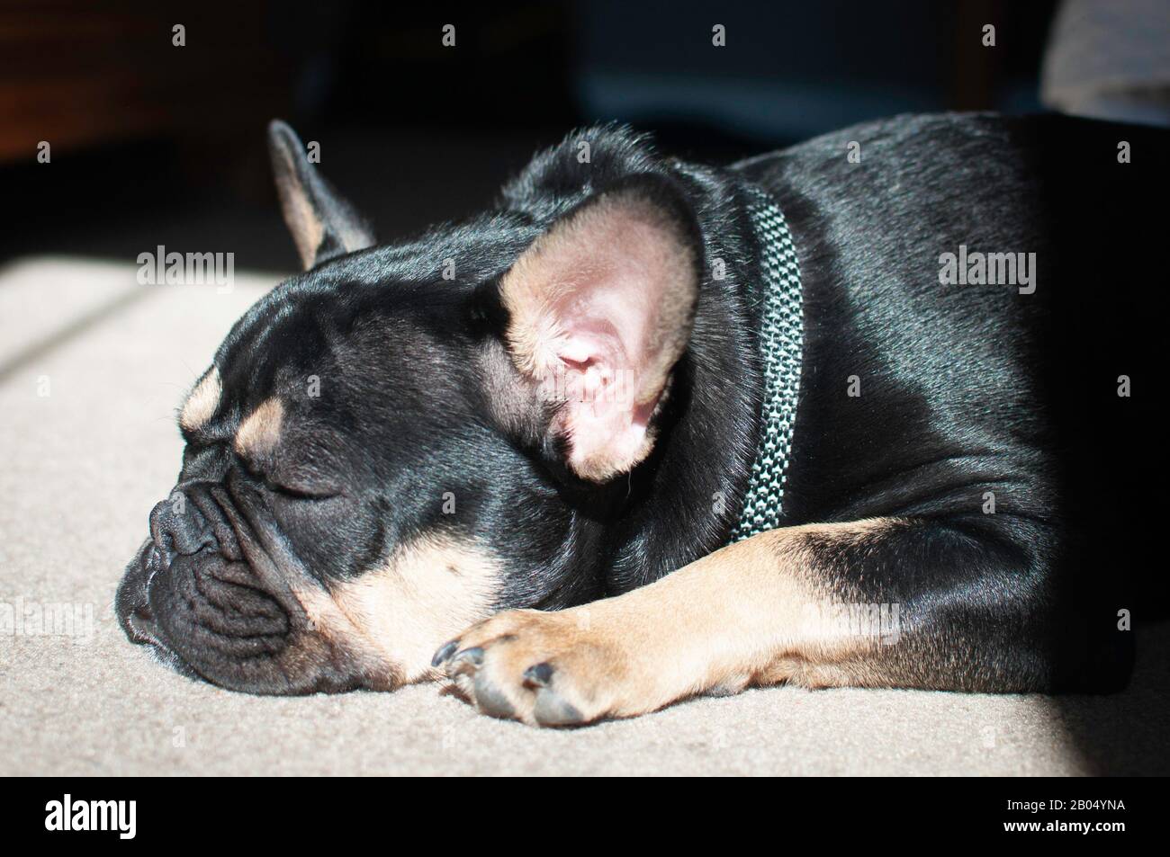 Cute sleeping Frenchie Stock Photo - Alamy