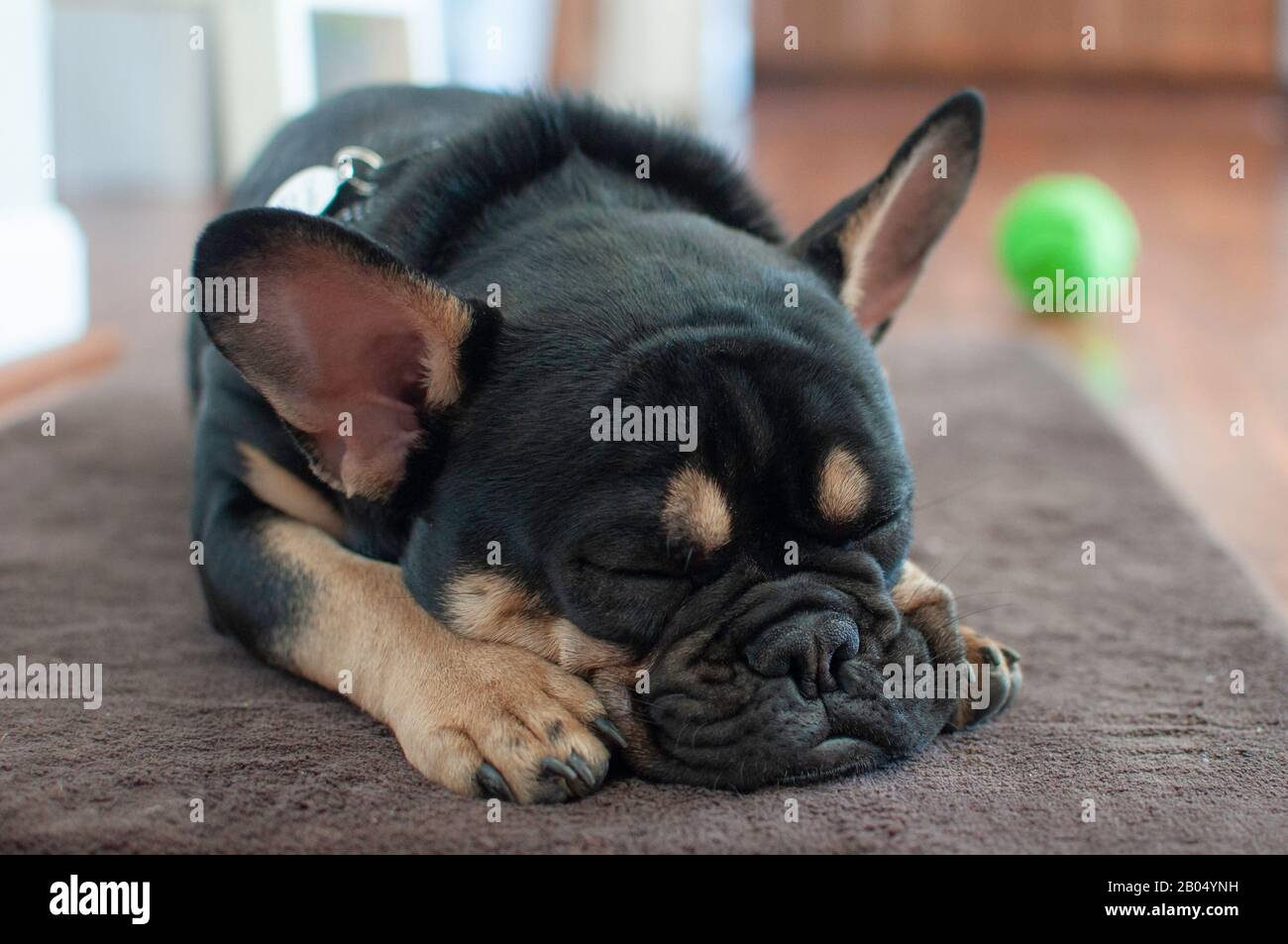 Cute sleeping Frenchie Stock Photo - Alamy
