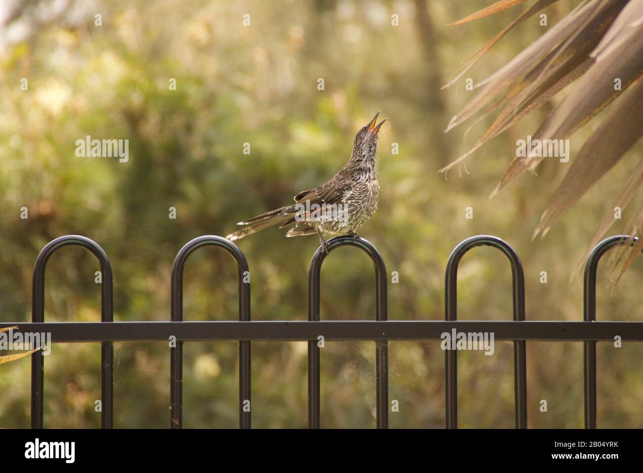Wattle bird on back fence Stock Photo - Alamy