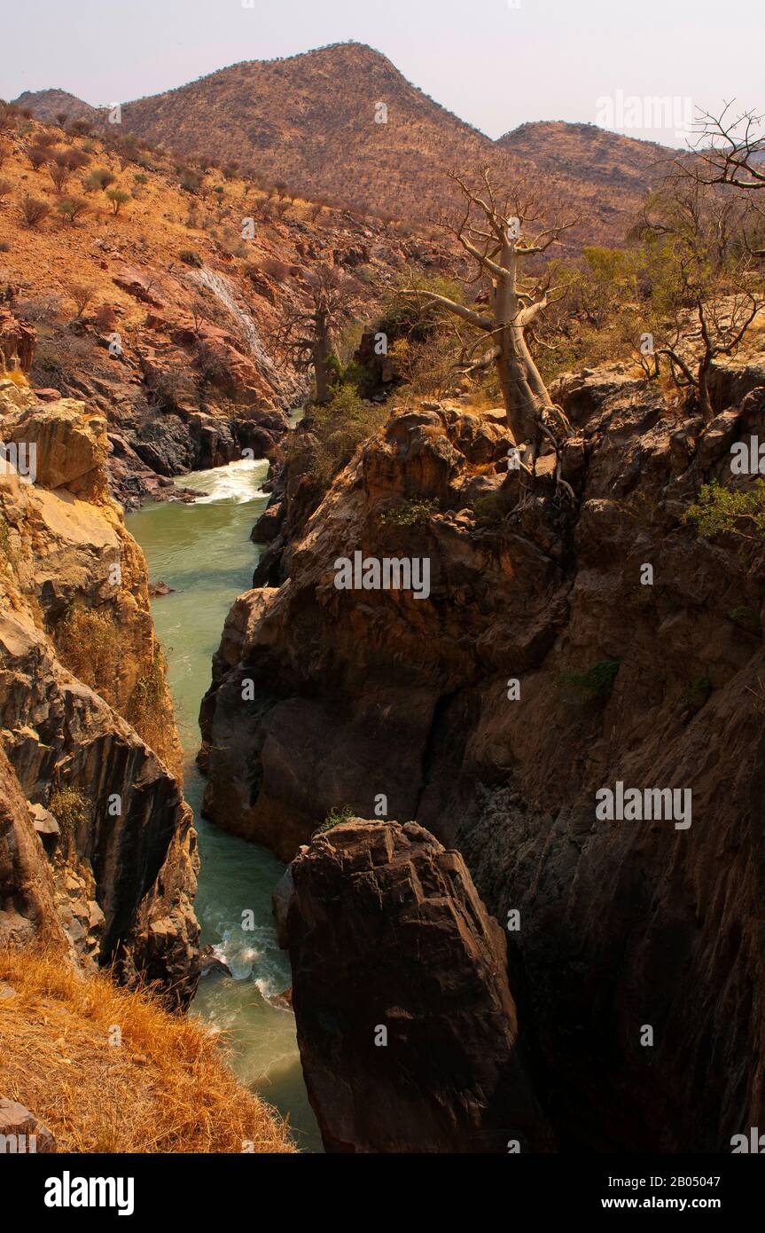 Baobab trees at Epupa Falls, Kunene River, Kunene Region, Namibia Stock ...
