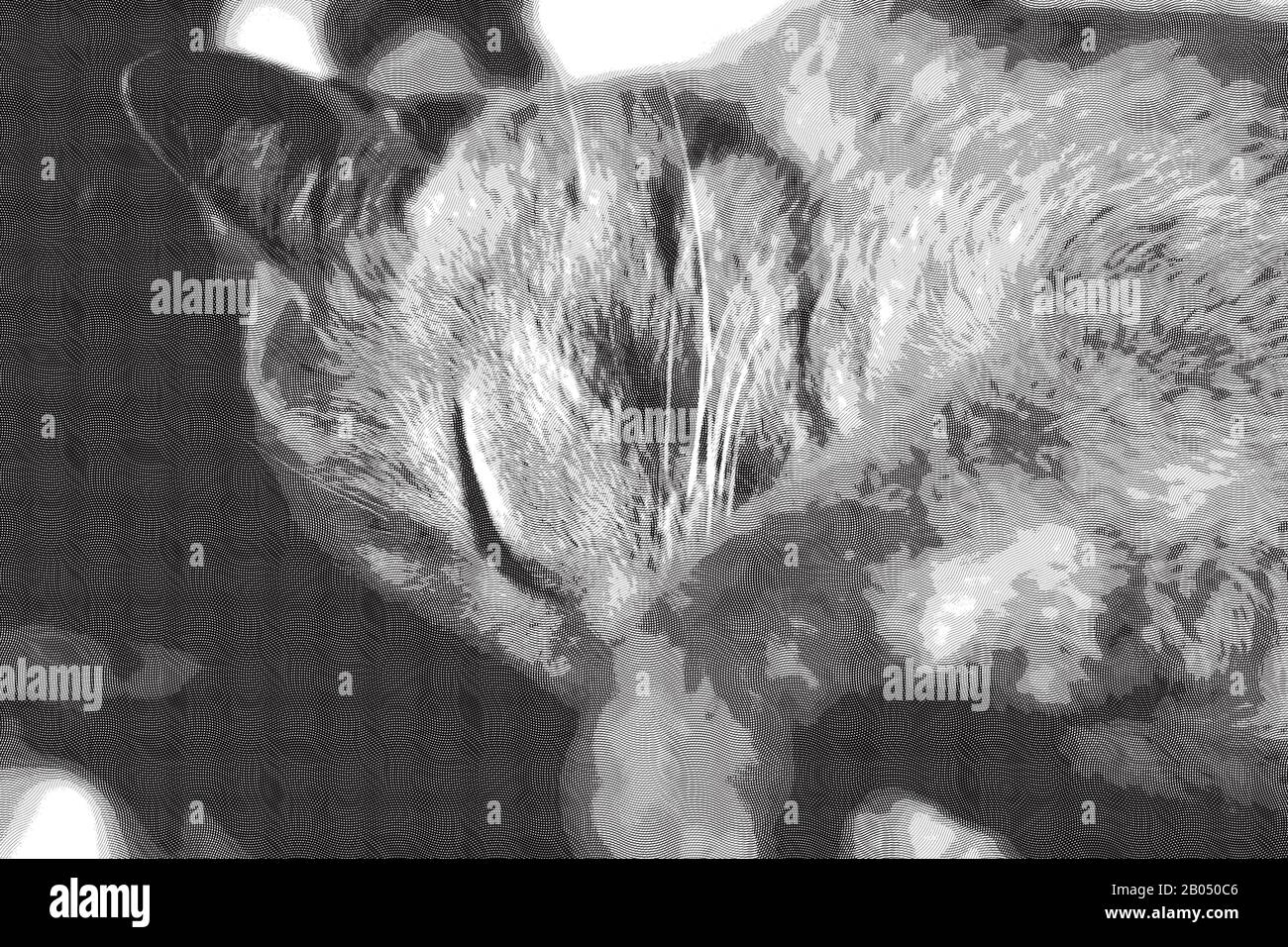 Engraved Illustration of Sleeping Cat Stock Photo - Alamy