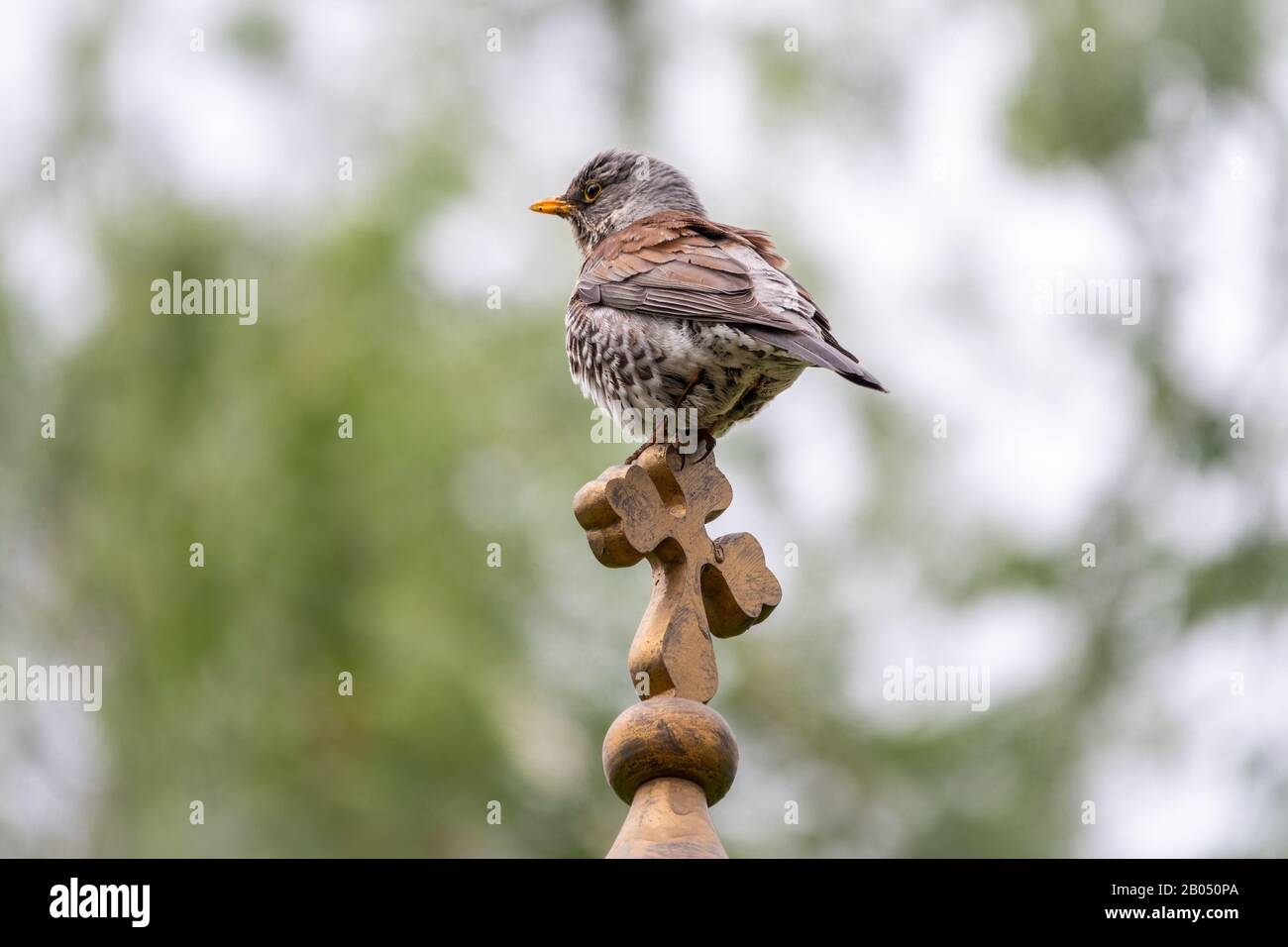 Member of the thrush family hi-res stock photography and images - Alamy