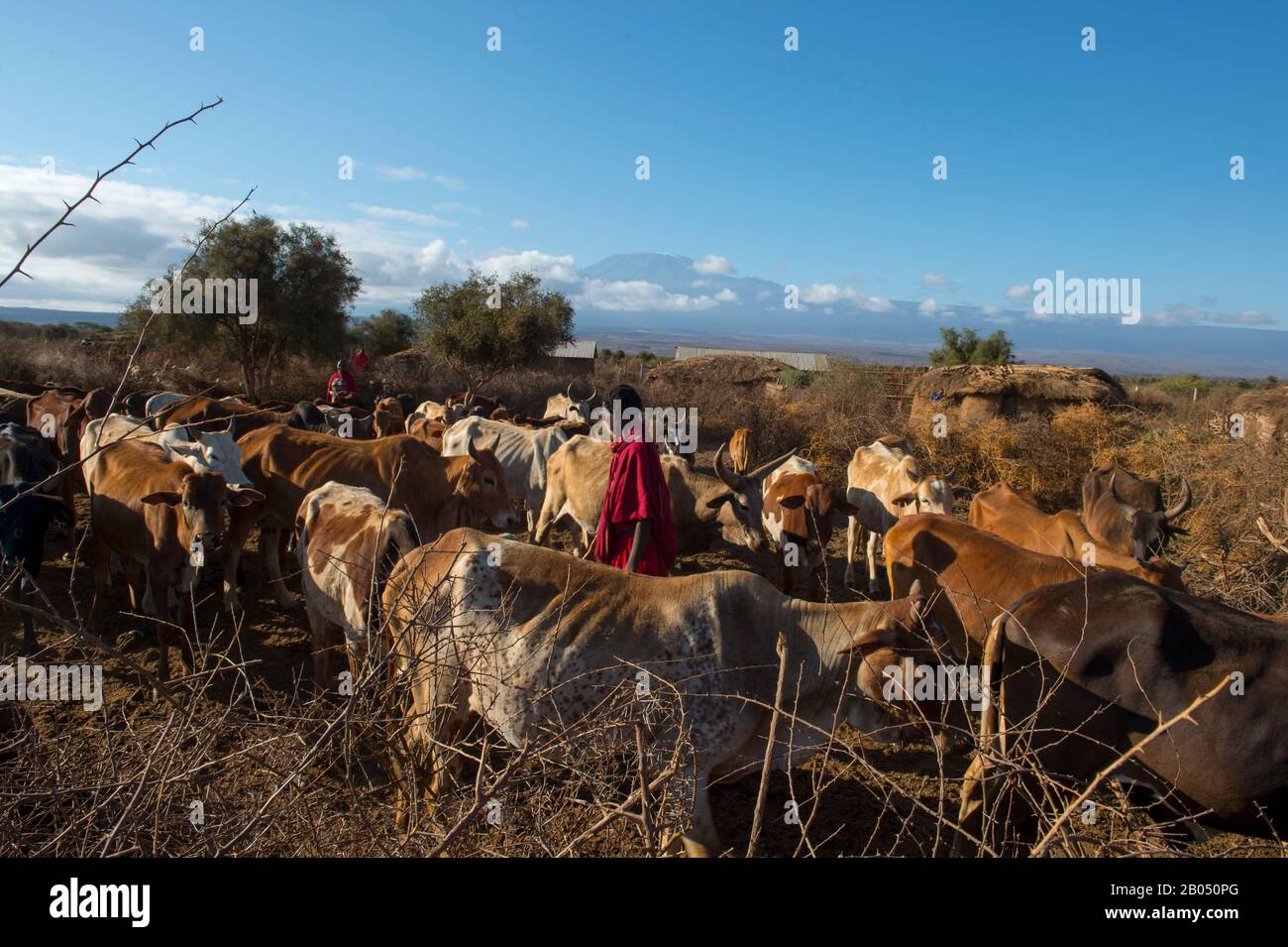 Masai men herding cattle out of a corral inside a Masai village near ...