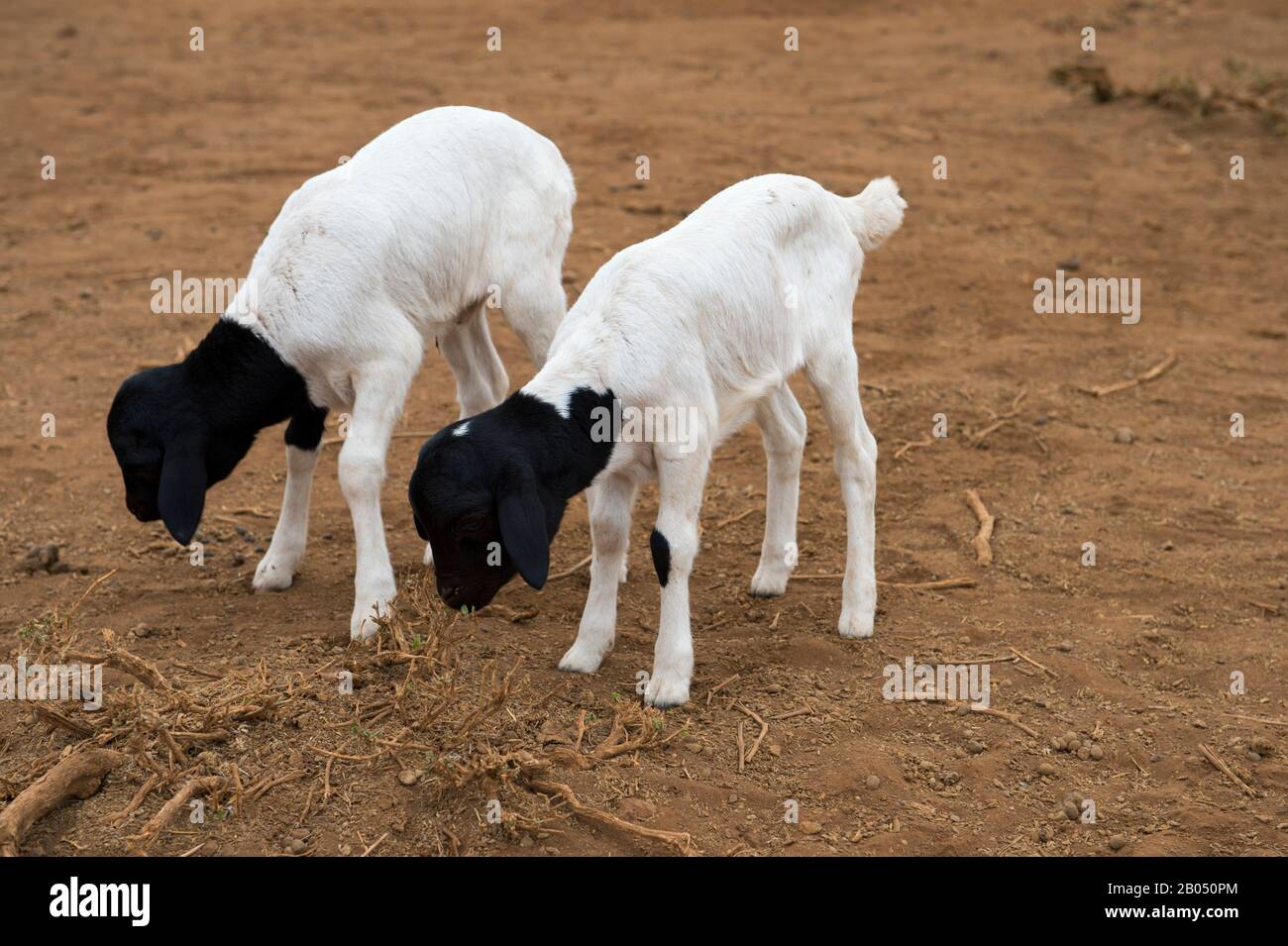 Masai Sheep Africa High Resolution Stock Photography and Images - Alamy