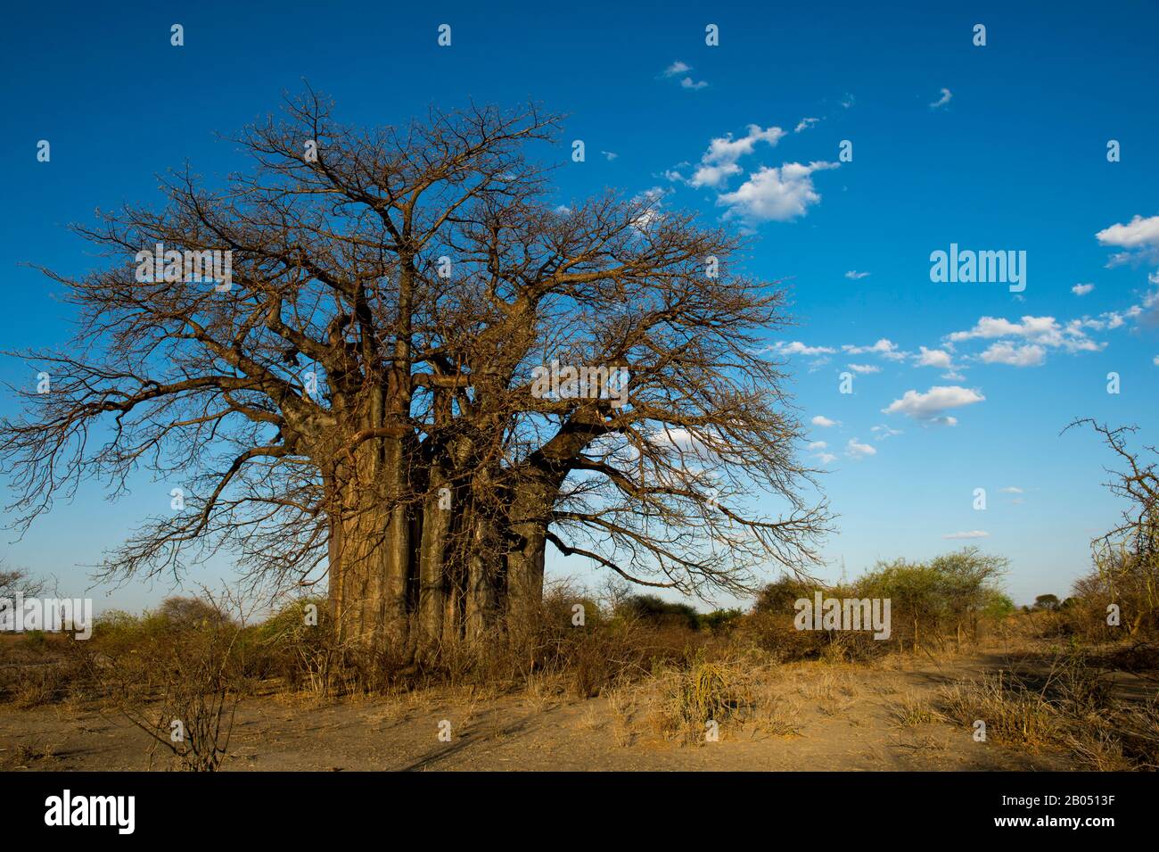 Old baobab tree hi-res stock photography and images - Alamy