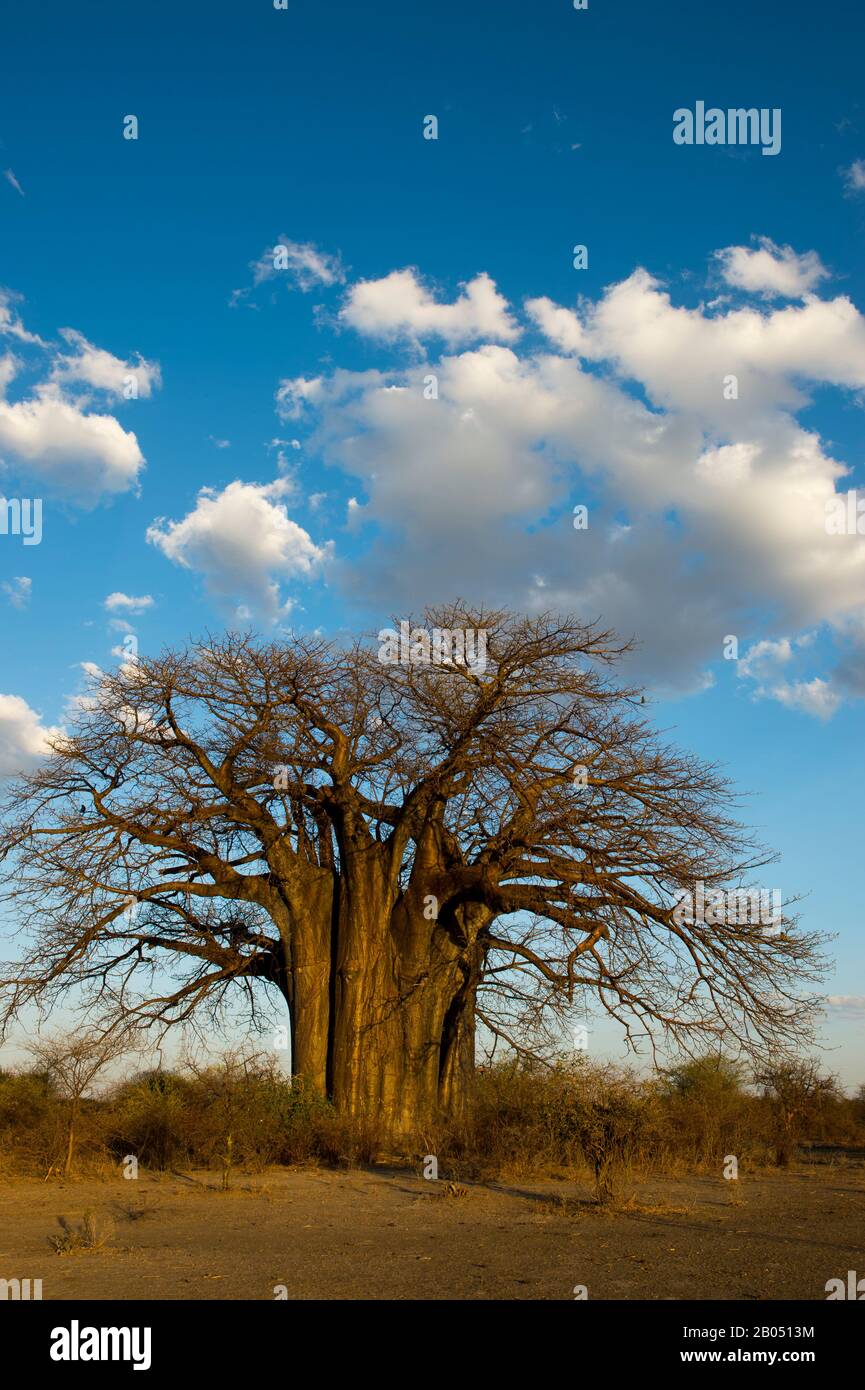 Old baobab tree hi-res stock photography and images - Alamy