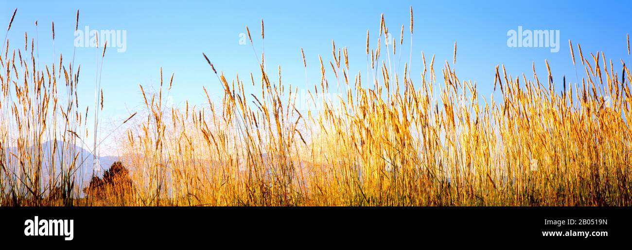 Grass mountain nature hi-res stock photography and images - Alamy