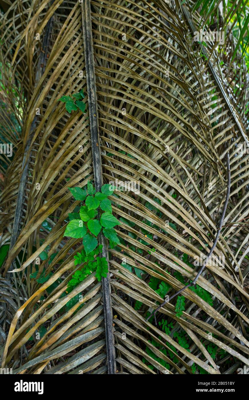 Coyul palm acrocomia mexicana hi-res stock photography and images - Alamy