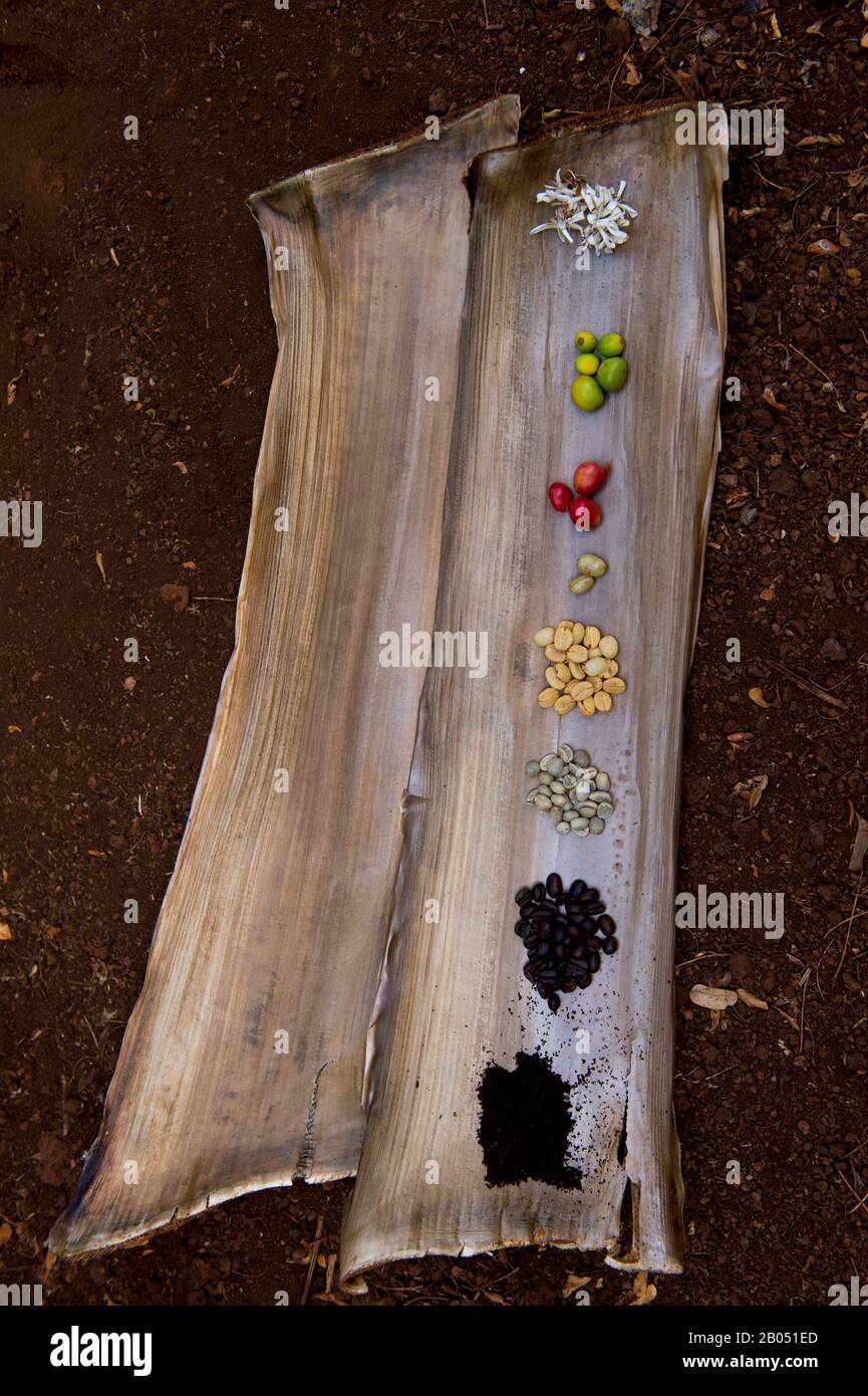 The coffee process from flowers to ground coffee on a board at Tloma ...