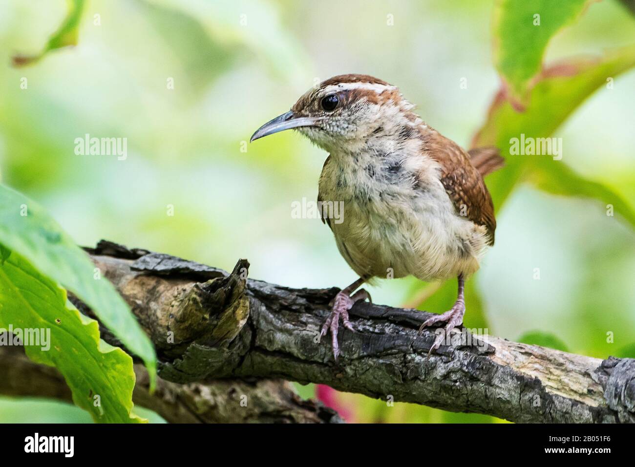 Carolina wren birds hi-res stock photography and images - Alamy