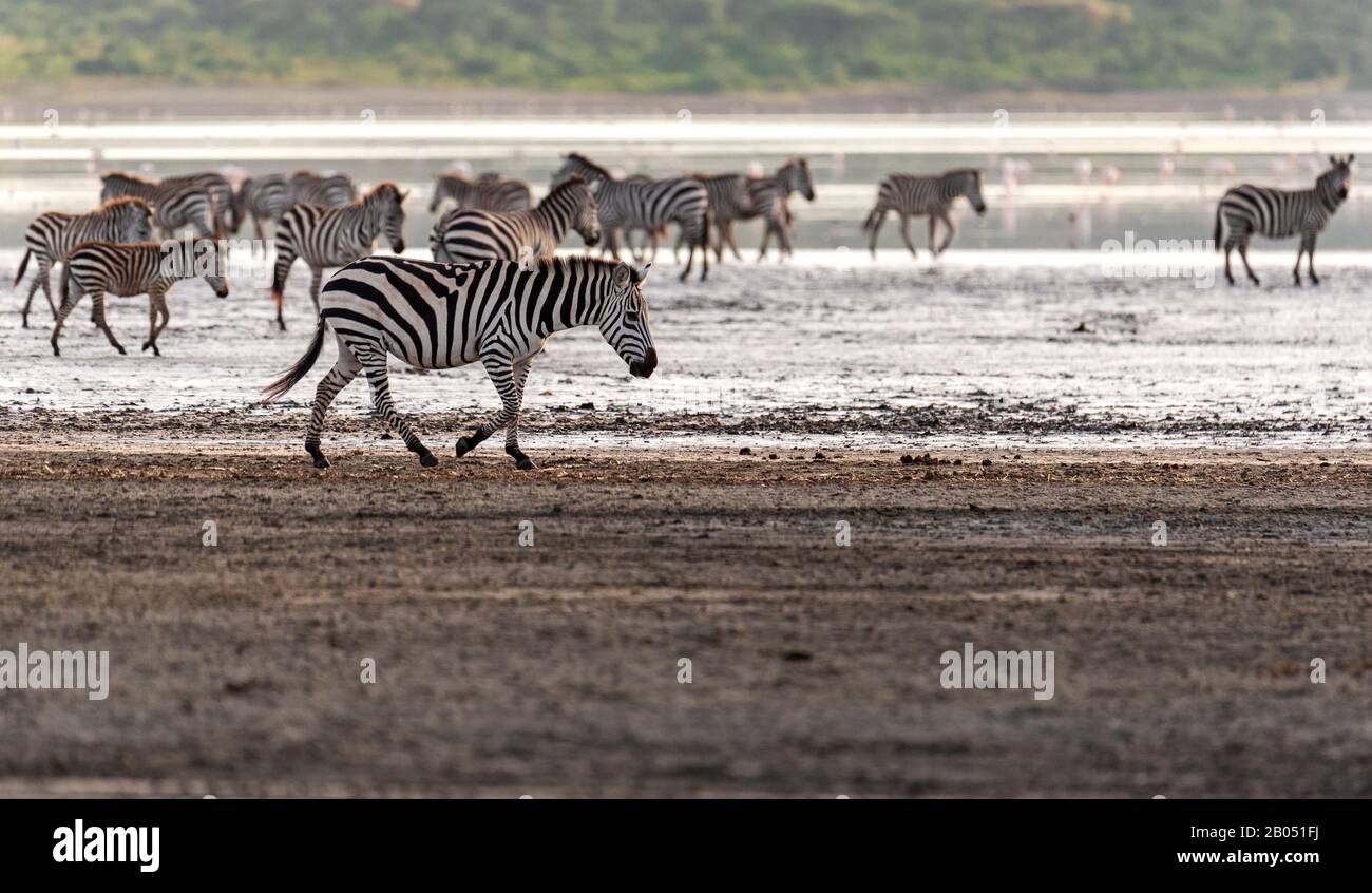 Zebra at Lake Ndutu Stock Photo - Alamy