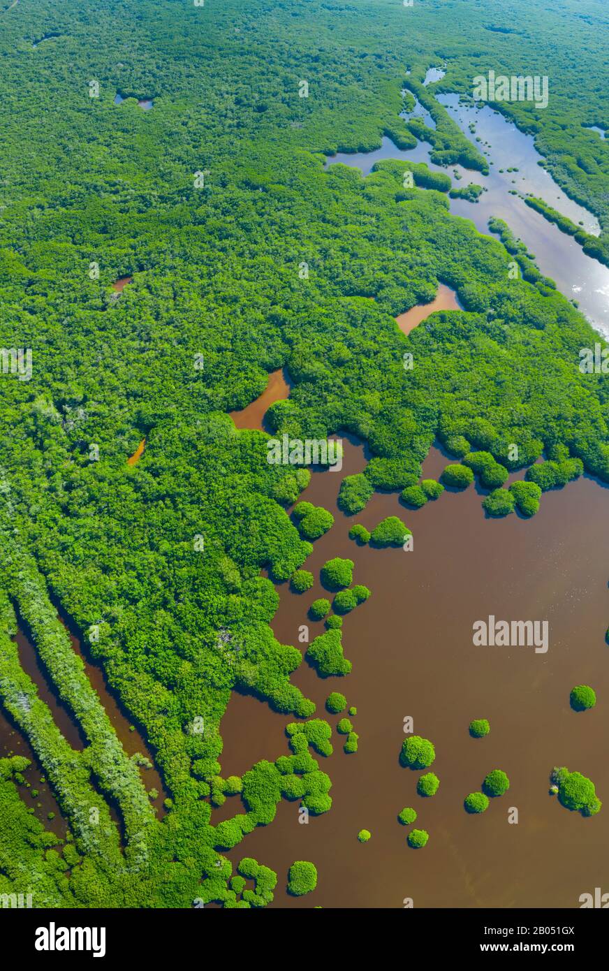 Mangrove, La Tovara National Park, Ramsar Site, Wetlands of ...