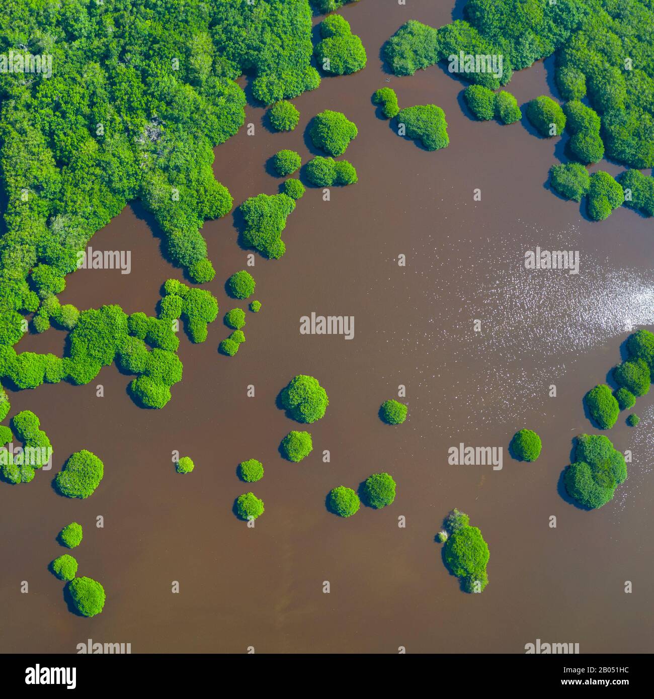 Mangrove, La Tovara National Park, Ramsar Site, Wetlands of ...
