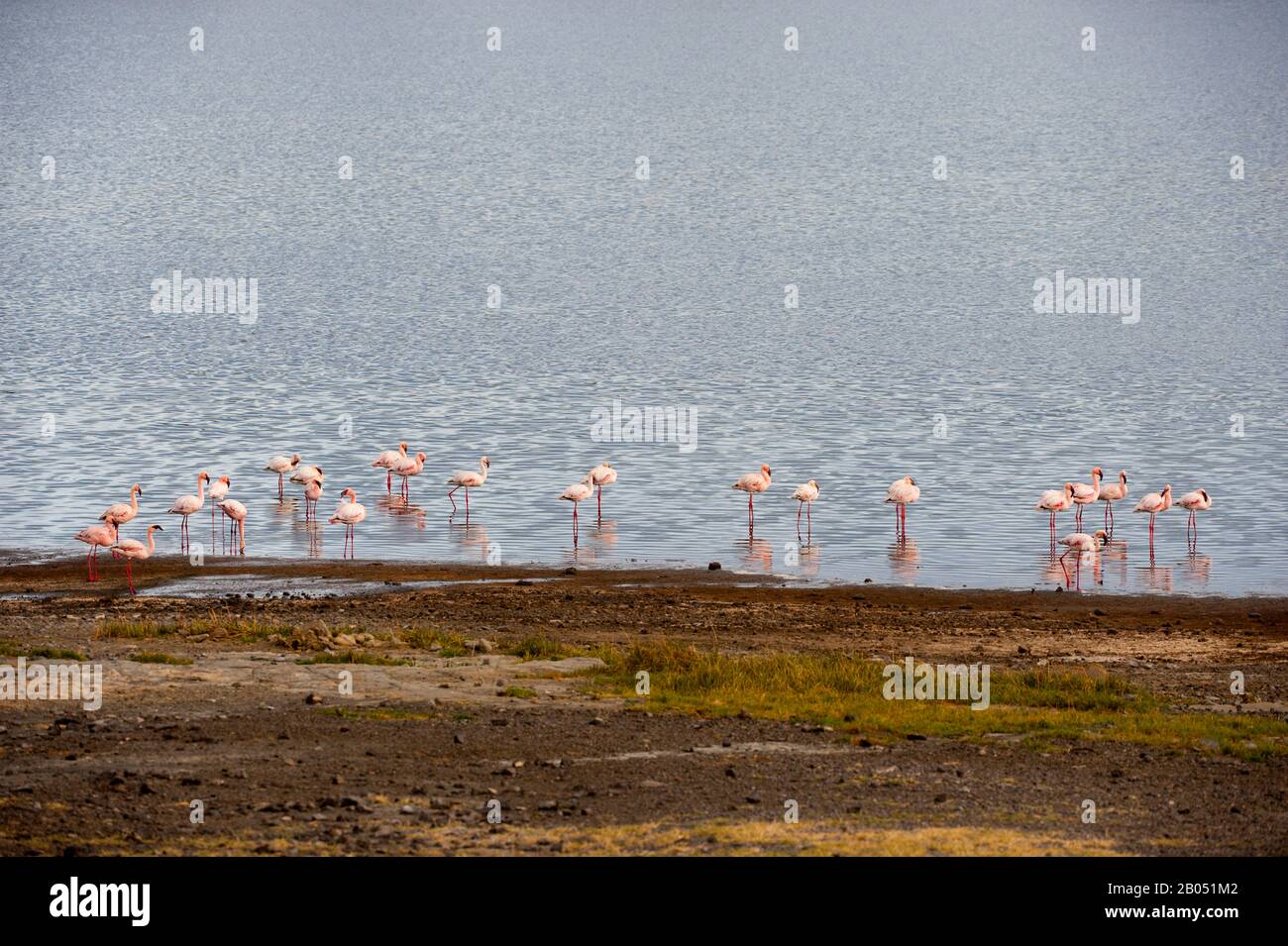 Flamingoes feeding in the shallow water of Lake Masek in the Ngorongoro ...