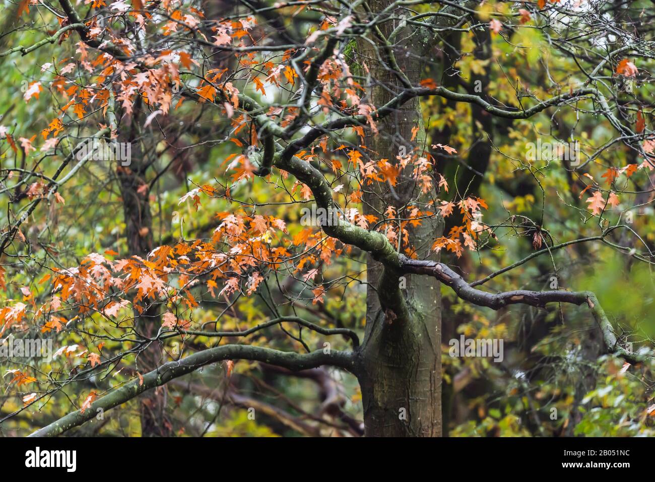 Atumn tree hi-res stock photography and images - Alamy