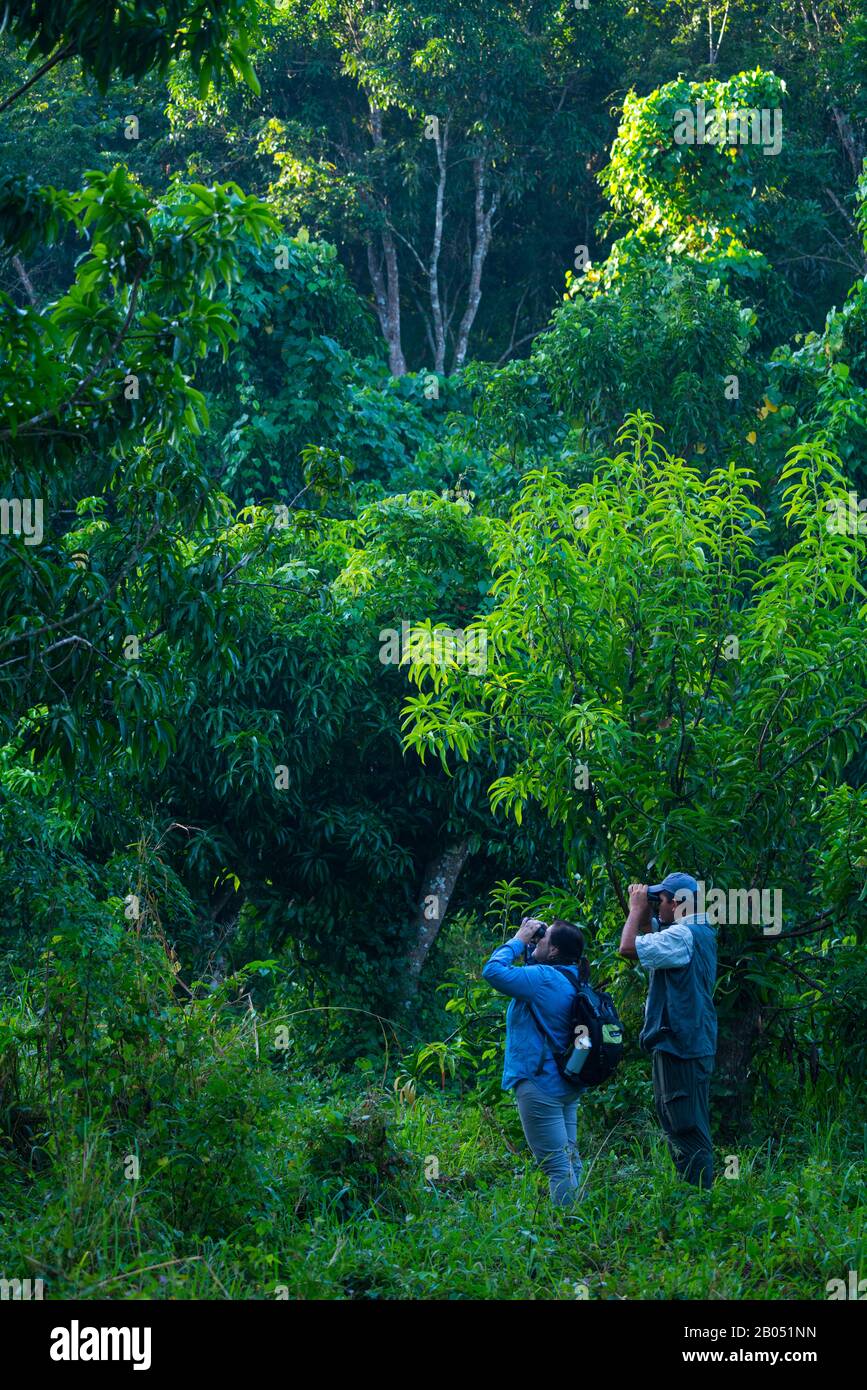 Birdwatching, San Juan Mountain Range, San Blas municipality, Matanchen ...