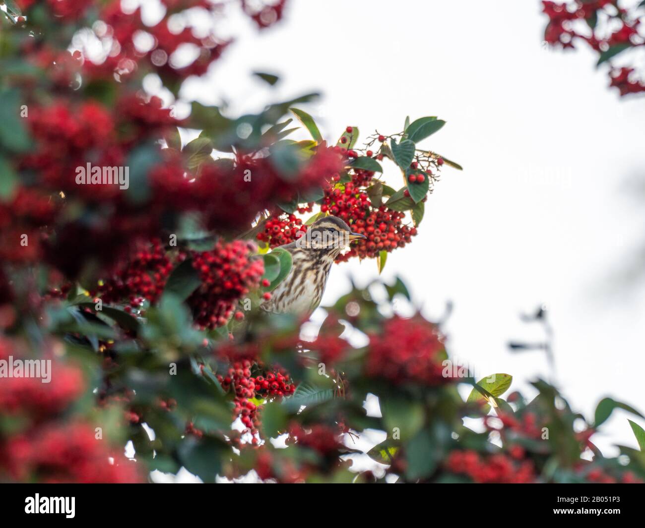 Redwing Feeding in a Rowan Tree Stock Photo - Alamy