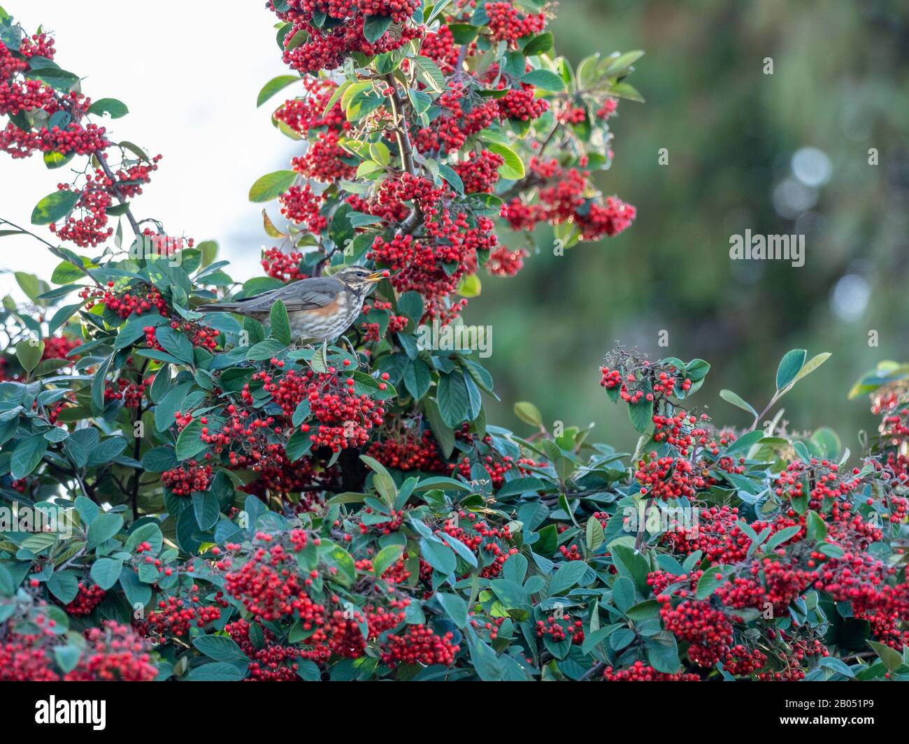 Redwing Feeding in a Rowan Tree Stock Photo - Alamy