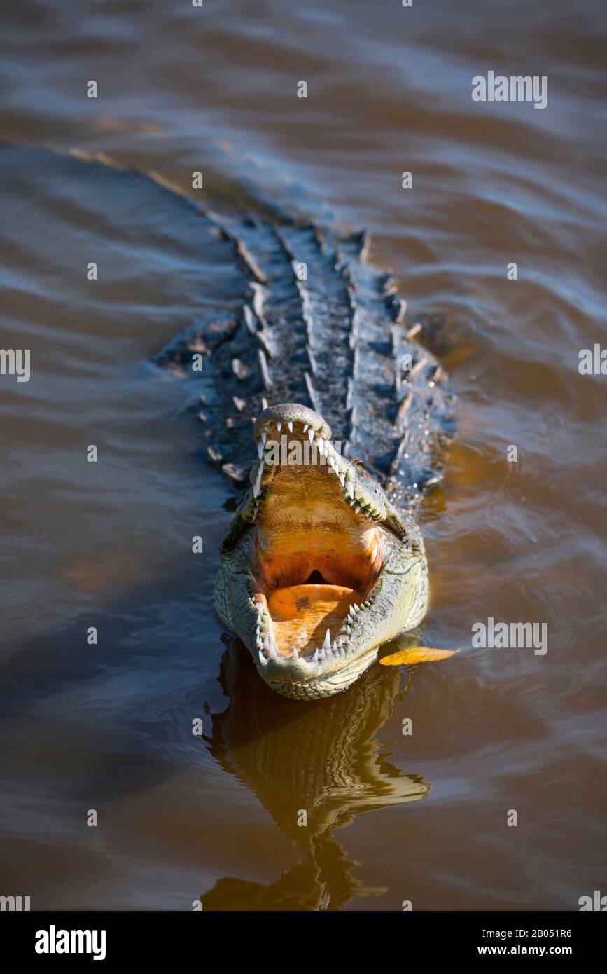 American crocodile, Crocodylus acutus, La Tovara National Park, Ramsar ...
