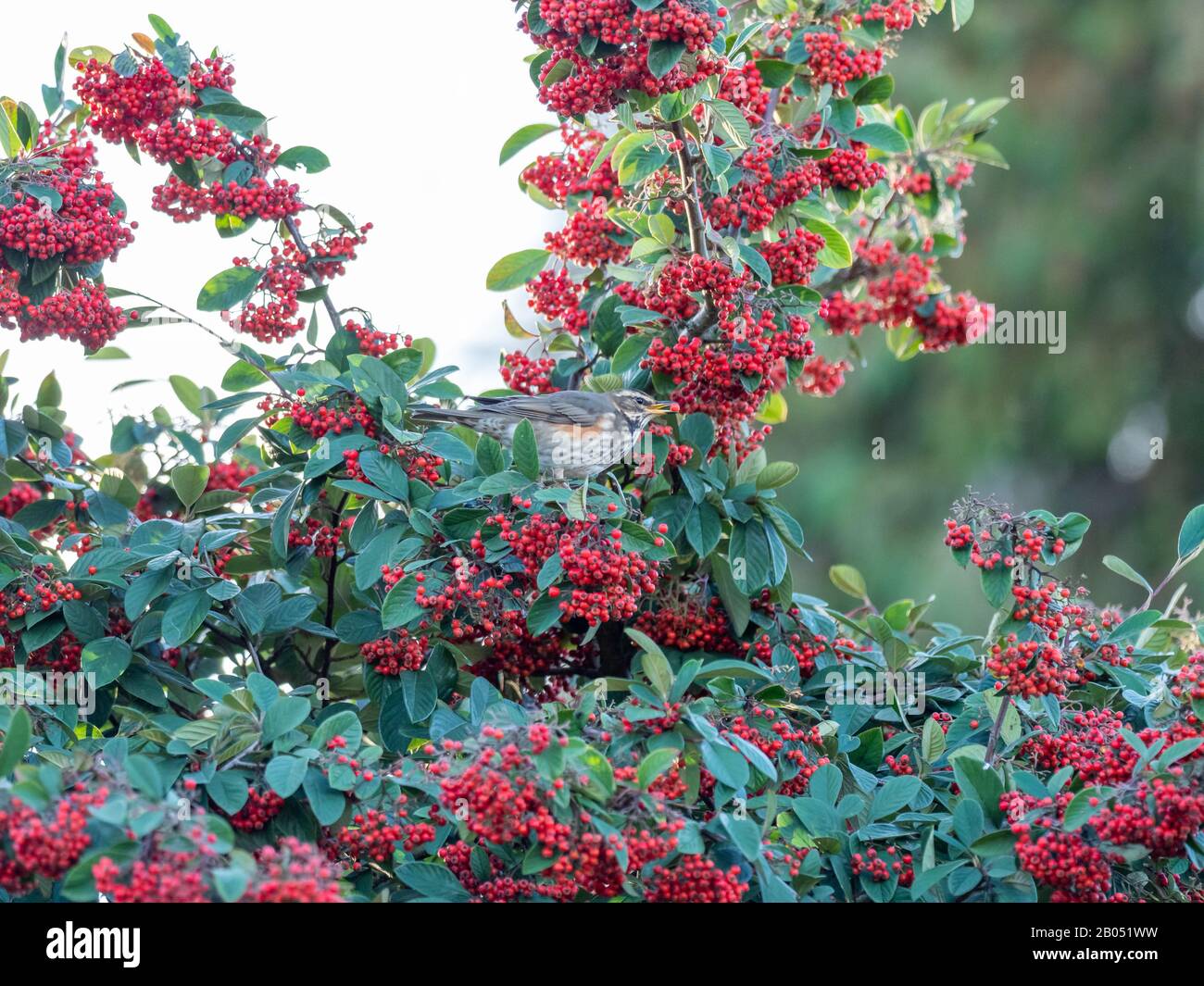 Redwing Feeding Leaves High Resolution Stock Photography and Images - Alamy