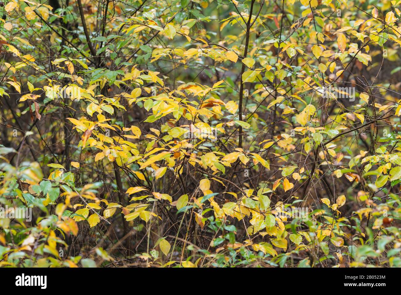 Forest bushes during light hi-res stock photography and images - Alamy