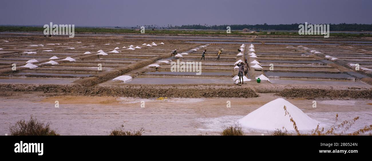 Agricultural workers working in a salt mine, Tamil Nadu, India Stock ...