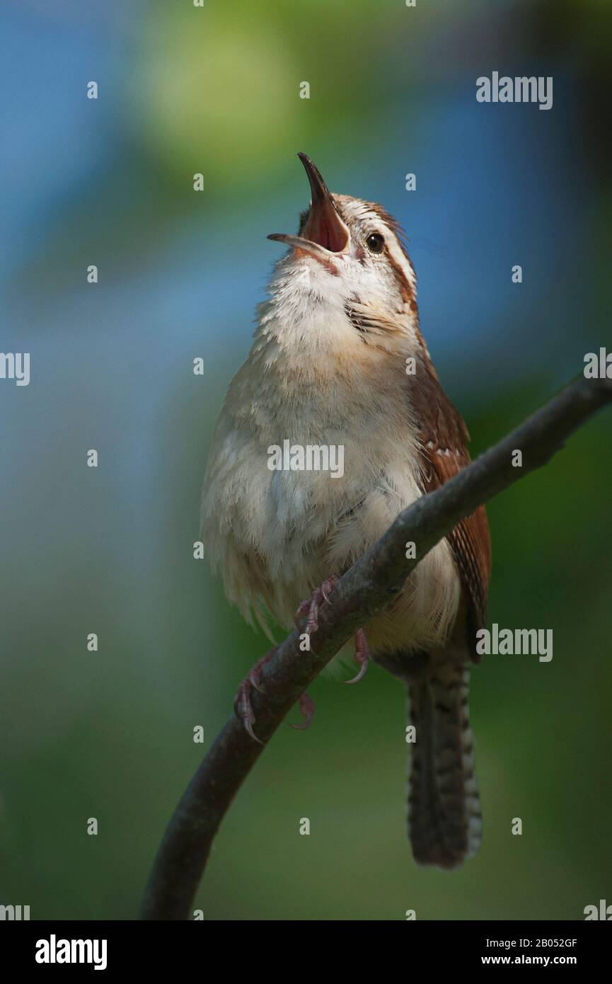 Carolina wren song bird hi-res stock photography and images - Alamy