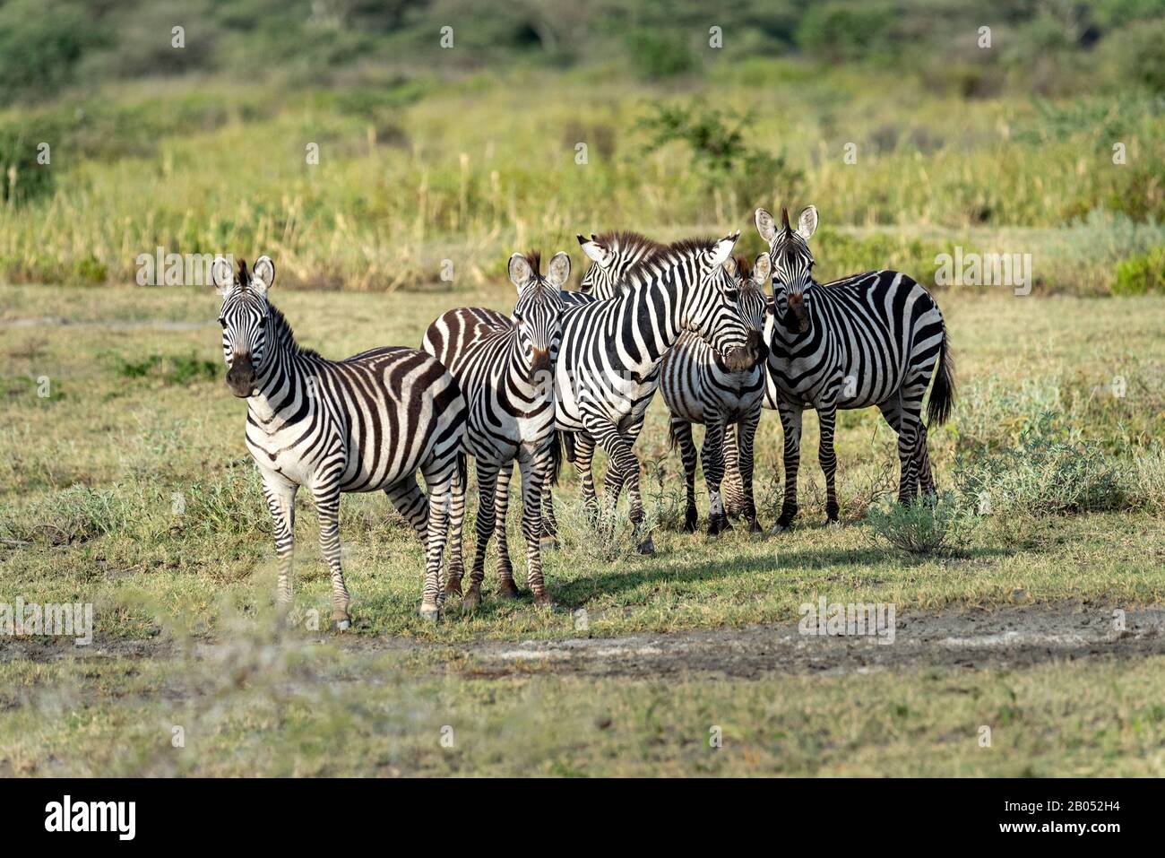 Ndutu wildlife hi-res stock photography and images - Alamy