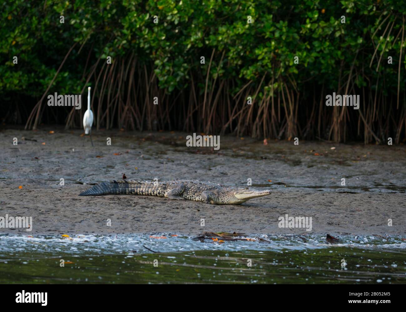 American crocodile, Crocodylus acutus, La Tovara National Park, Ramsar ...