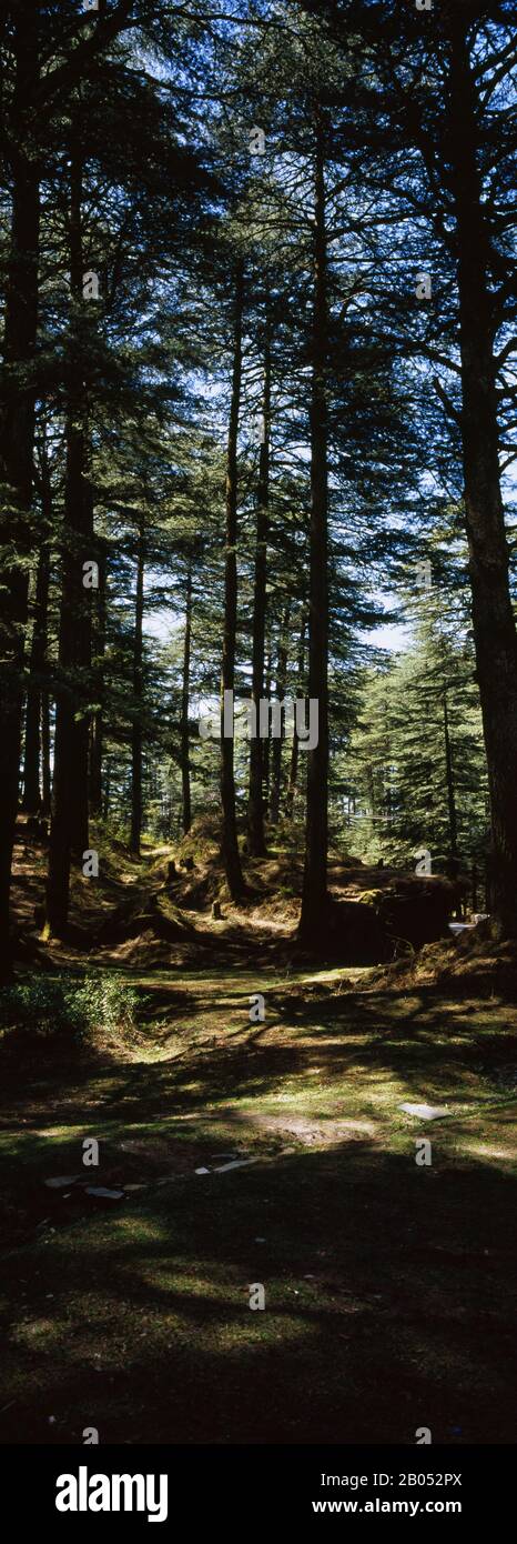 Trees in a forest, Chail, Shimla, Himachal Pradesh, India Stock Photo ...