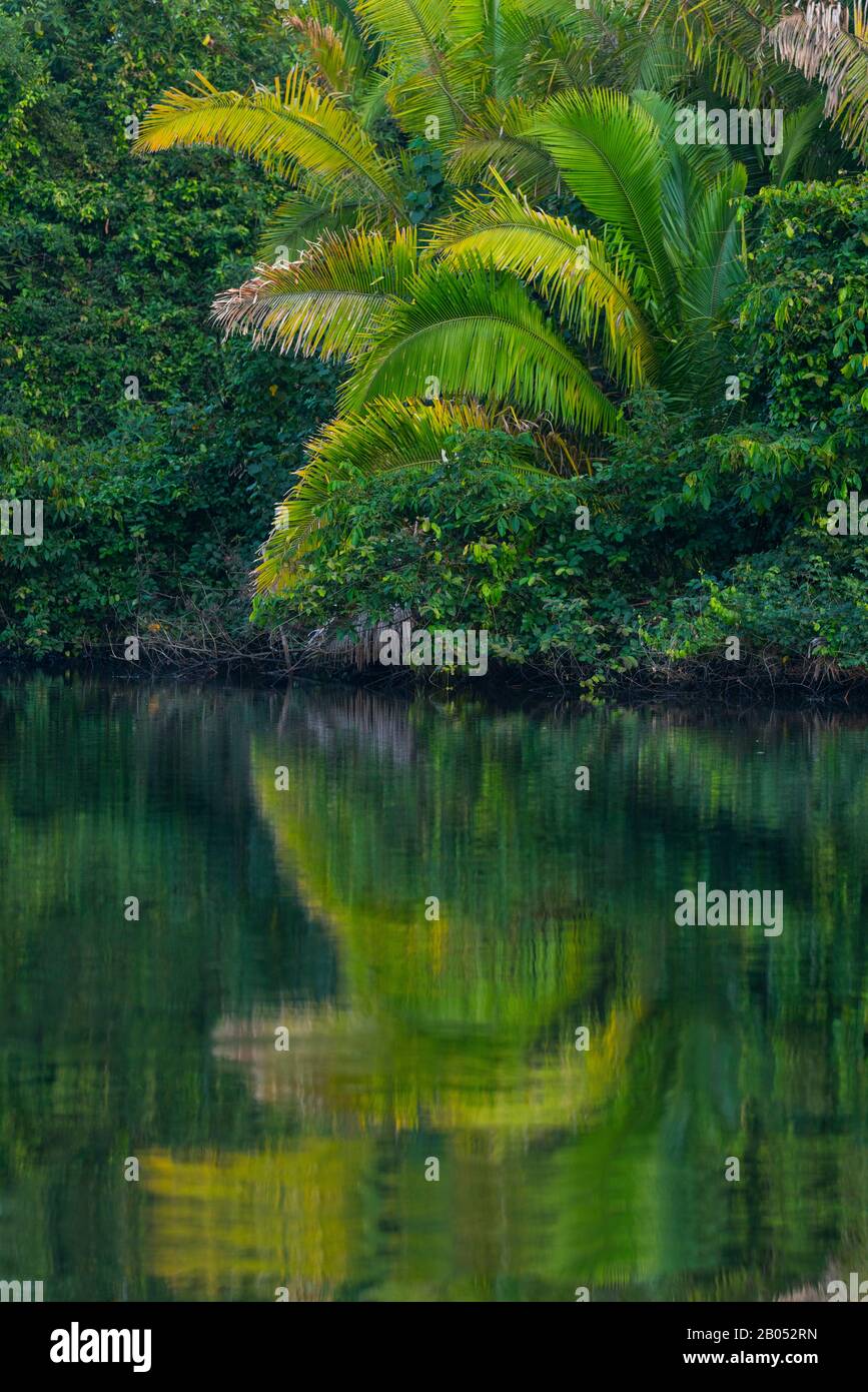 Palm, tropical forest, La Tovara National Park, Ramsar Site, Wetlands ...