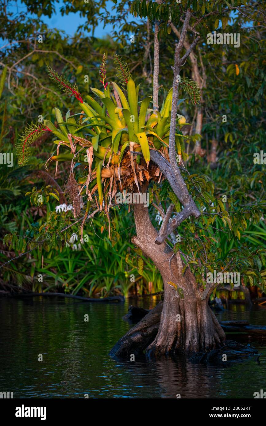Epiphyte Plant High Resolution Stock Photography and Images - Alamy