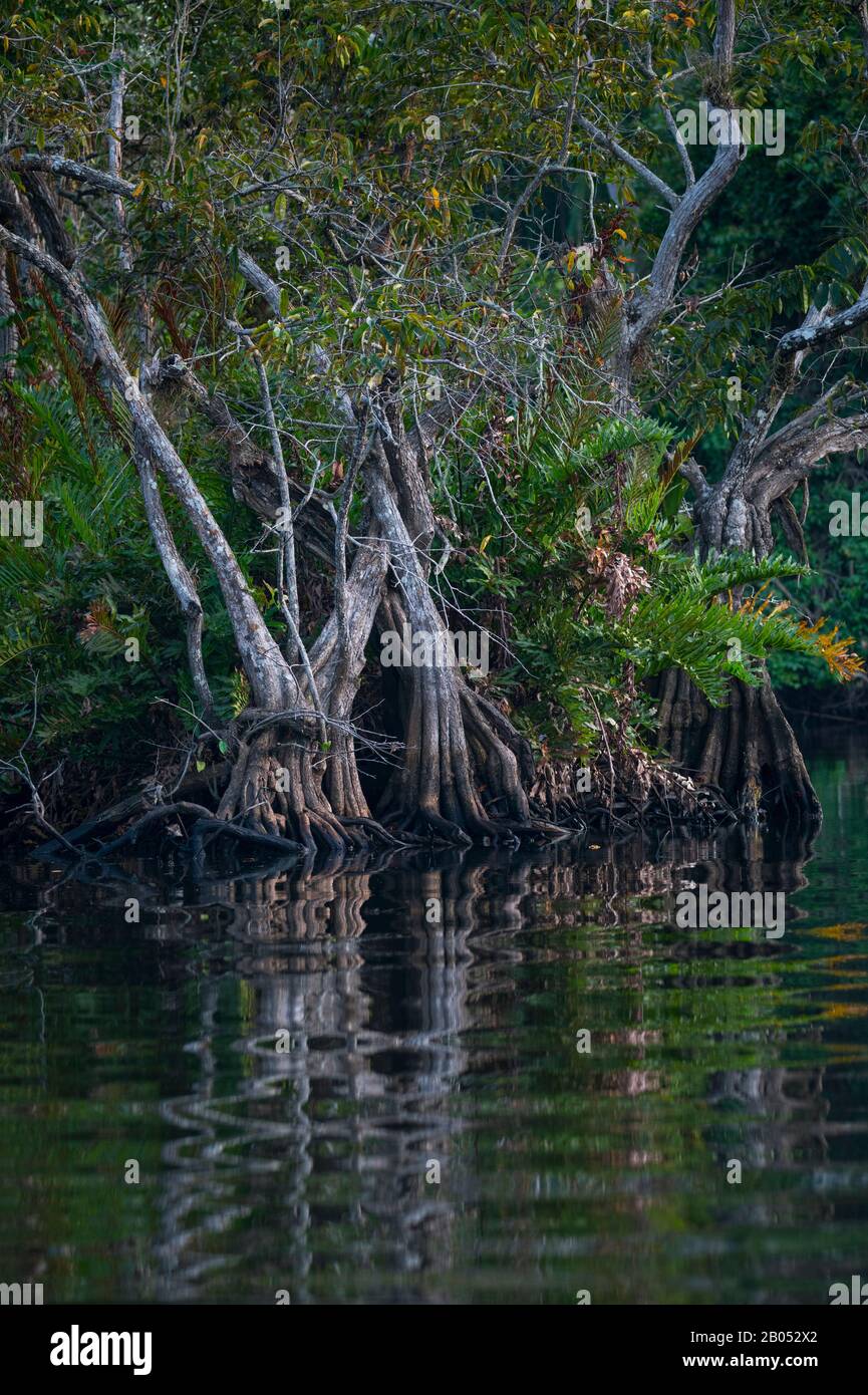 Mangrove, La Tovara National Park, Ramsar Site, Wetlands of ...