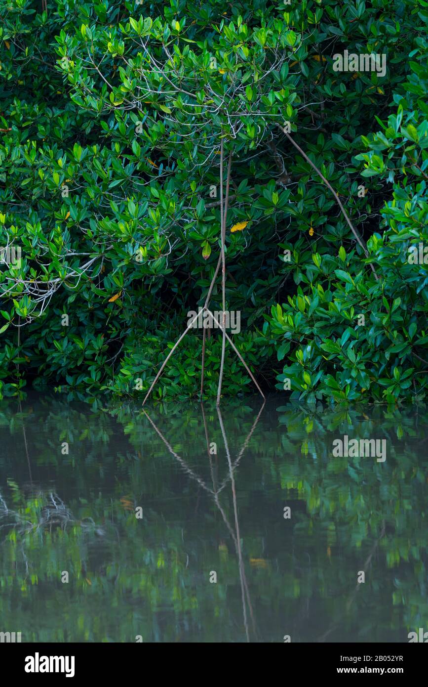 Mangrove, La Tovara National Park, Ramsar Site, Wetlands of ...